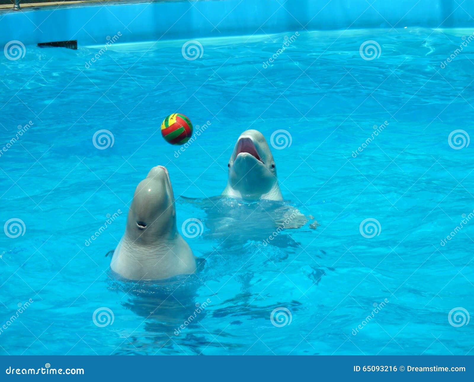 Beluga stock photo. Image of clean, beluga, clear, water - 65093216