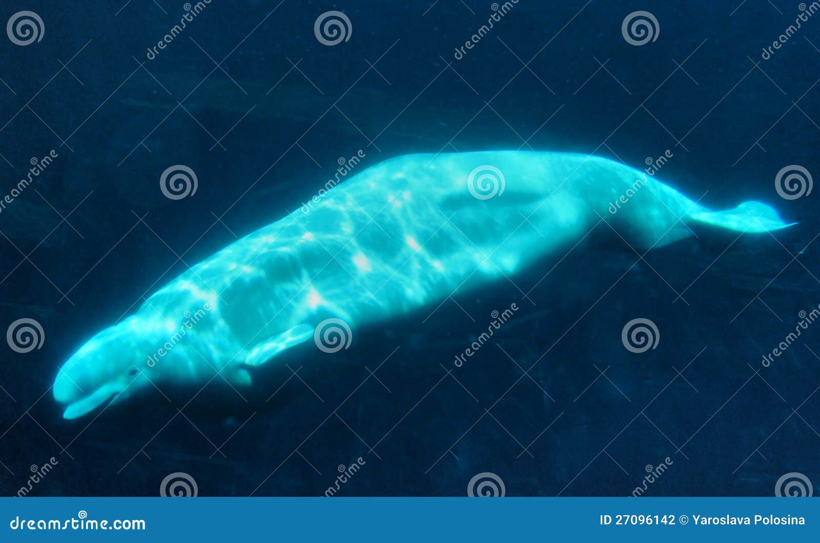 Beluga wale stock photo. Image of swim, life, animal - 27096142