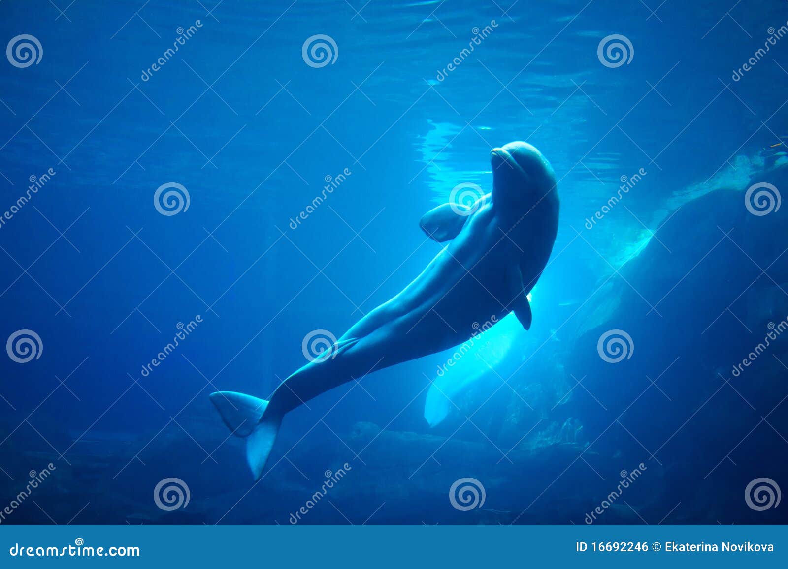 Beluga in Water in Aquarium. Atlanta, GA. Stock Photo - Image of beluga ...