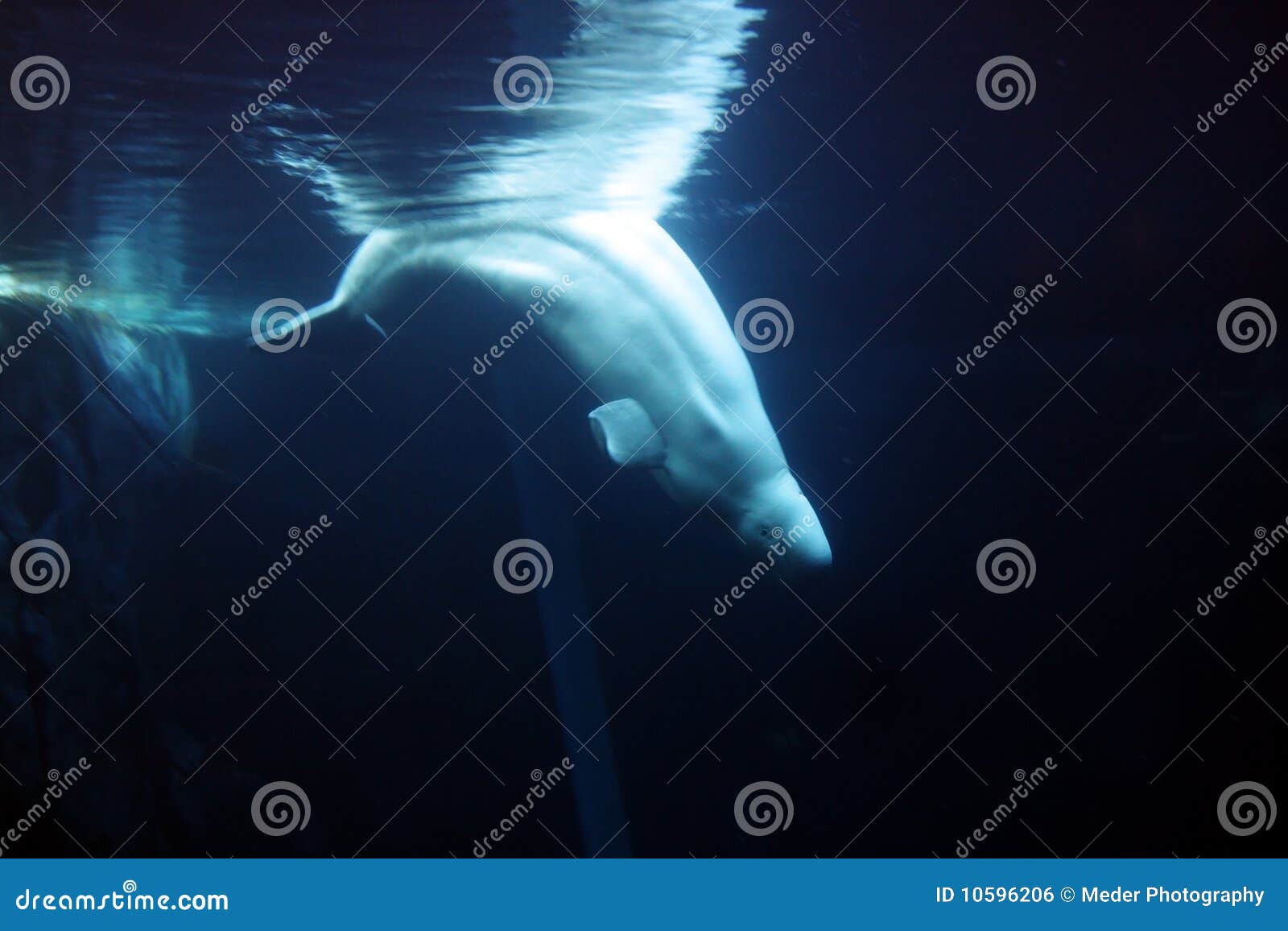 Beluga whale stock photo. Image of large, female, head - 10596206
