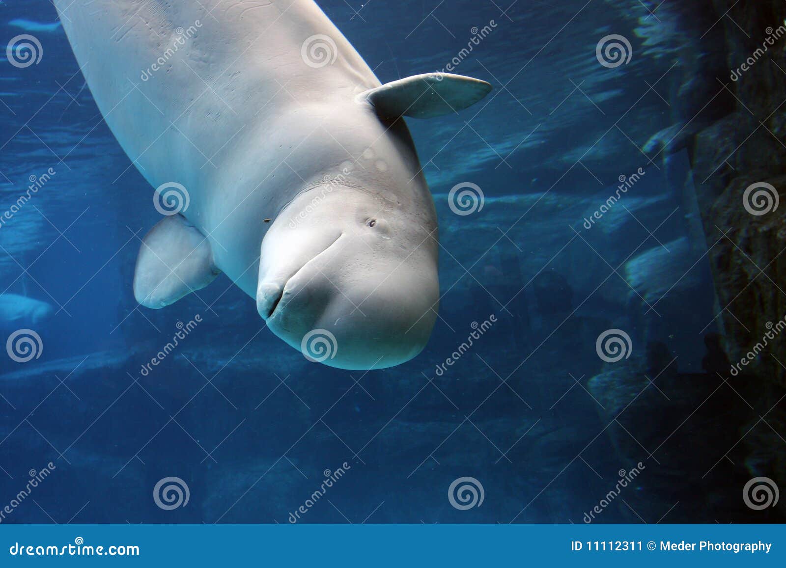 Blue Beluga Sturgeon Stock Photography | CartoonDealer.com #22204640