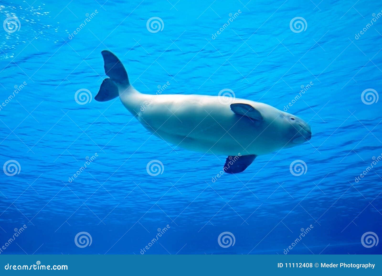 Beluga whale stock photo. Image of environment, aqua - 11112408