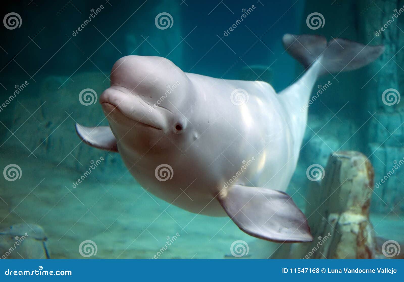 Beluga Whale. Cute Illustration On White Isolated Background ...