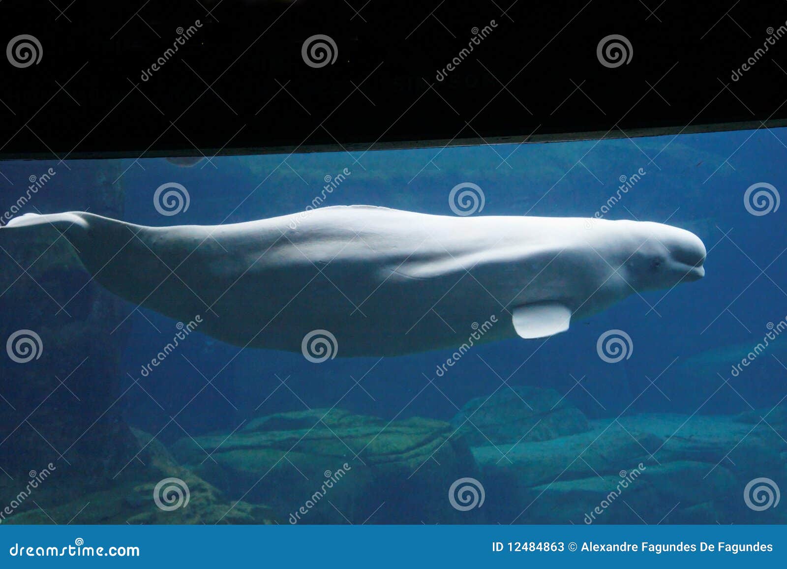 Beluga Whale stock image. Image of face, swimming, beluga - 12484863