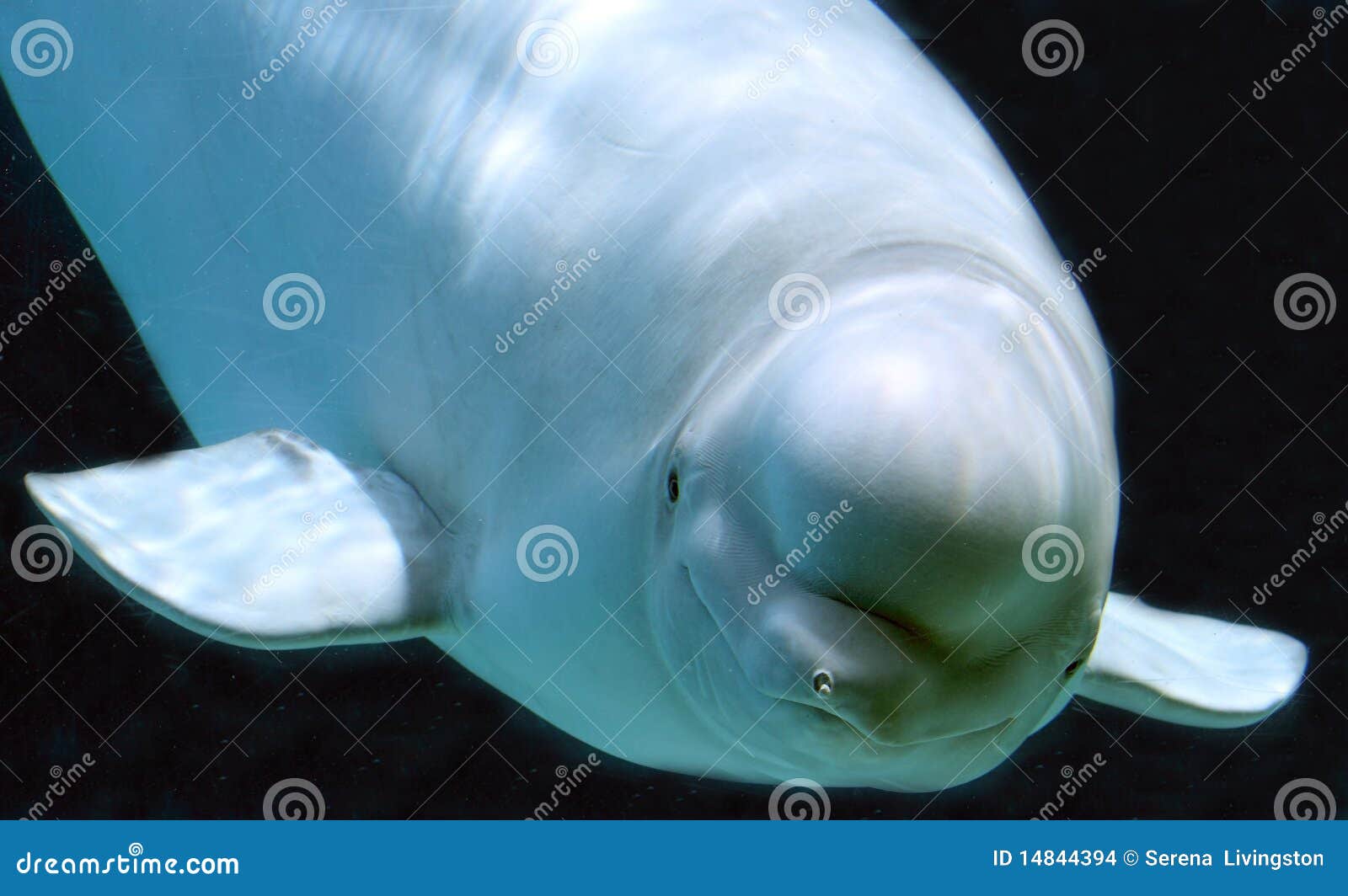 Beluga Whale stock photo. Image of fish, swim, creatures - 14844394