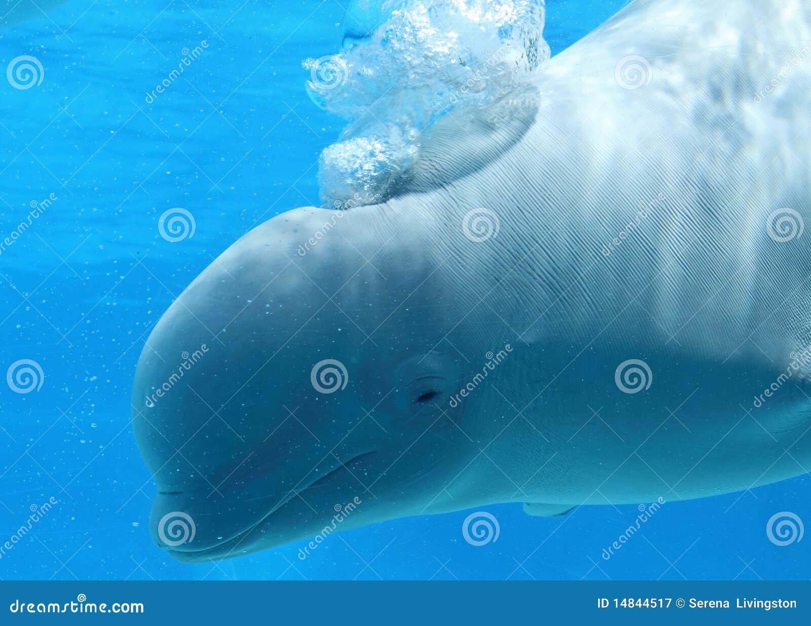 Beluga Whale stock image. Image of tail, play, creatures - 14844517
