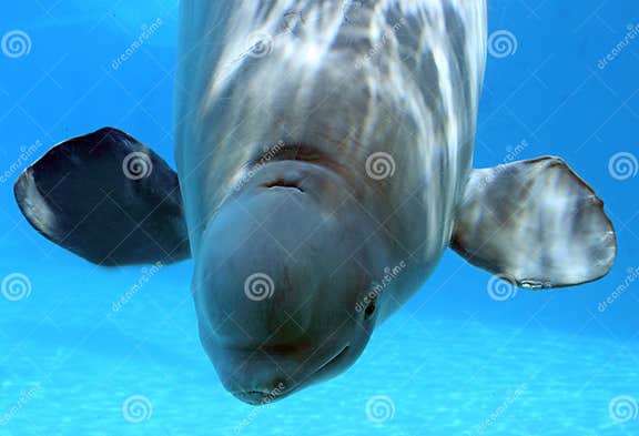 Beluga Whale stock photo. Image of underwater, swim, fins - 14844532