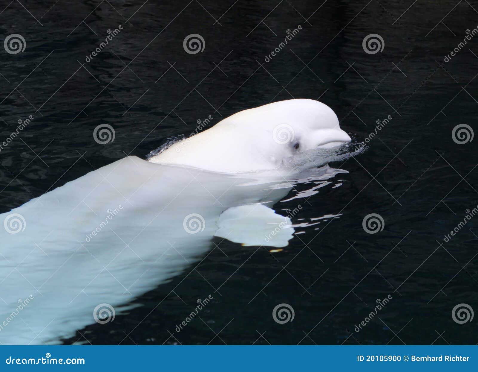Beluga Whale stock photo. Image of large, waving, marine - 20105900