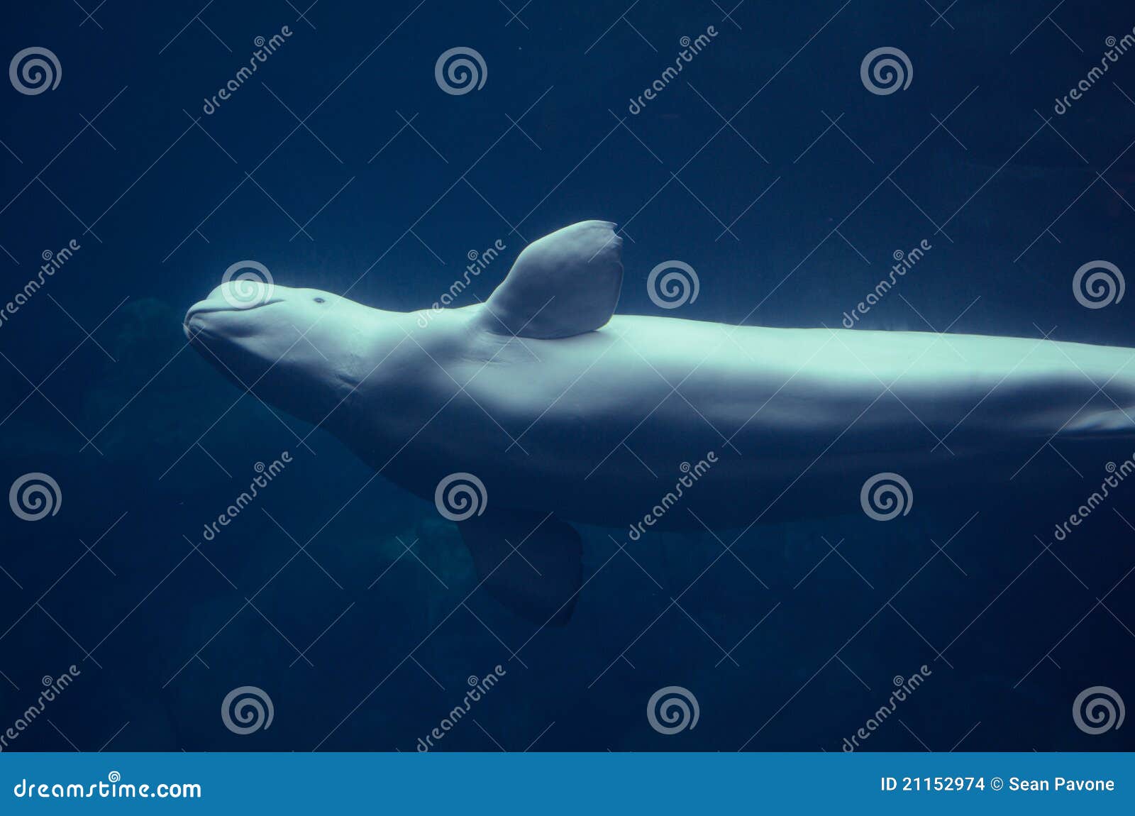 Blue Beluga Sturgeon Stock Photography | CartoonDealer.com #22204640