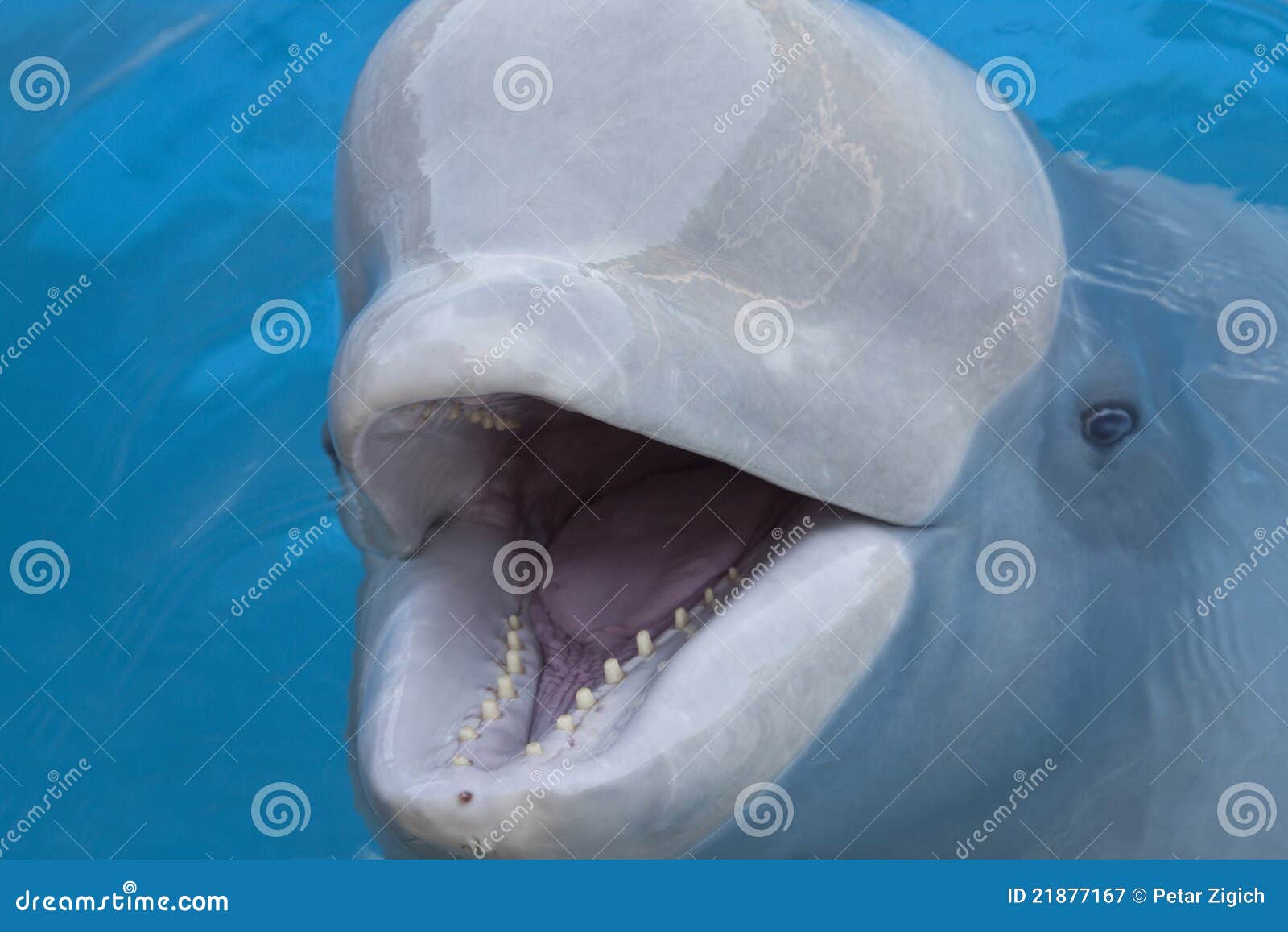 Beluga whale stock image. Image of head, nature, play - 21877167