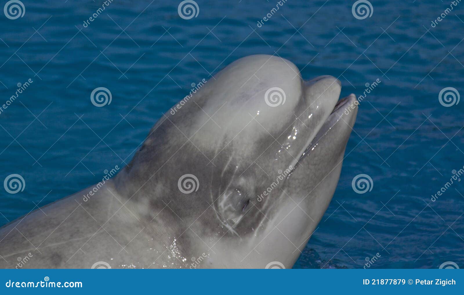 Beluga whale stock image. Image of fish, pool, beautiful - 21877879