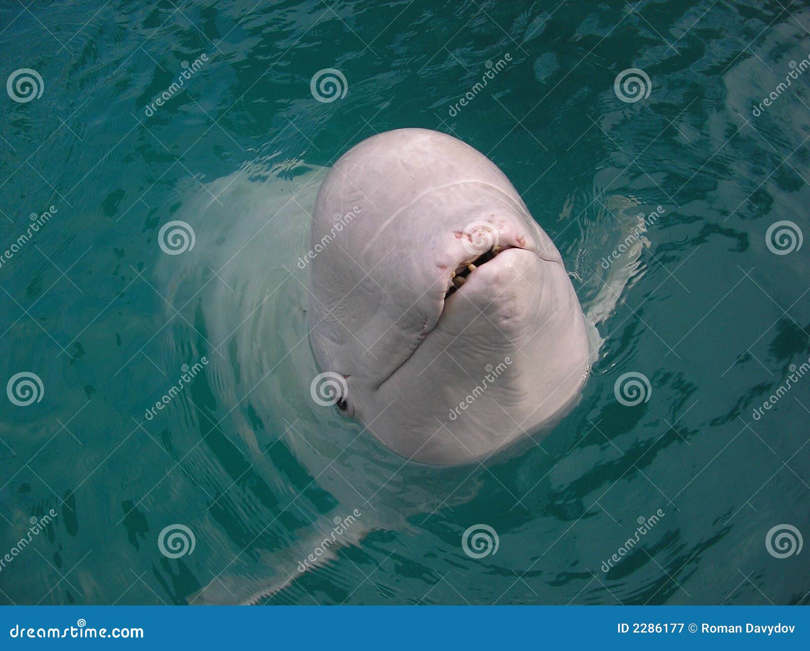 Beluga Whale stock image. Image of turquoise, blue, ocean - 2286177