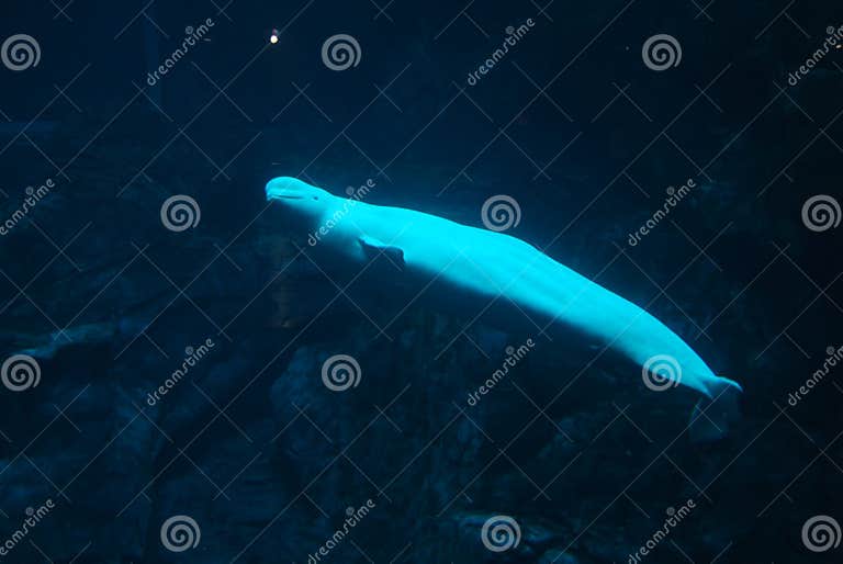 Beluga Whale stock photo. Image of fins, reef, coral, mammal - 2350348