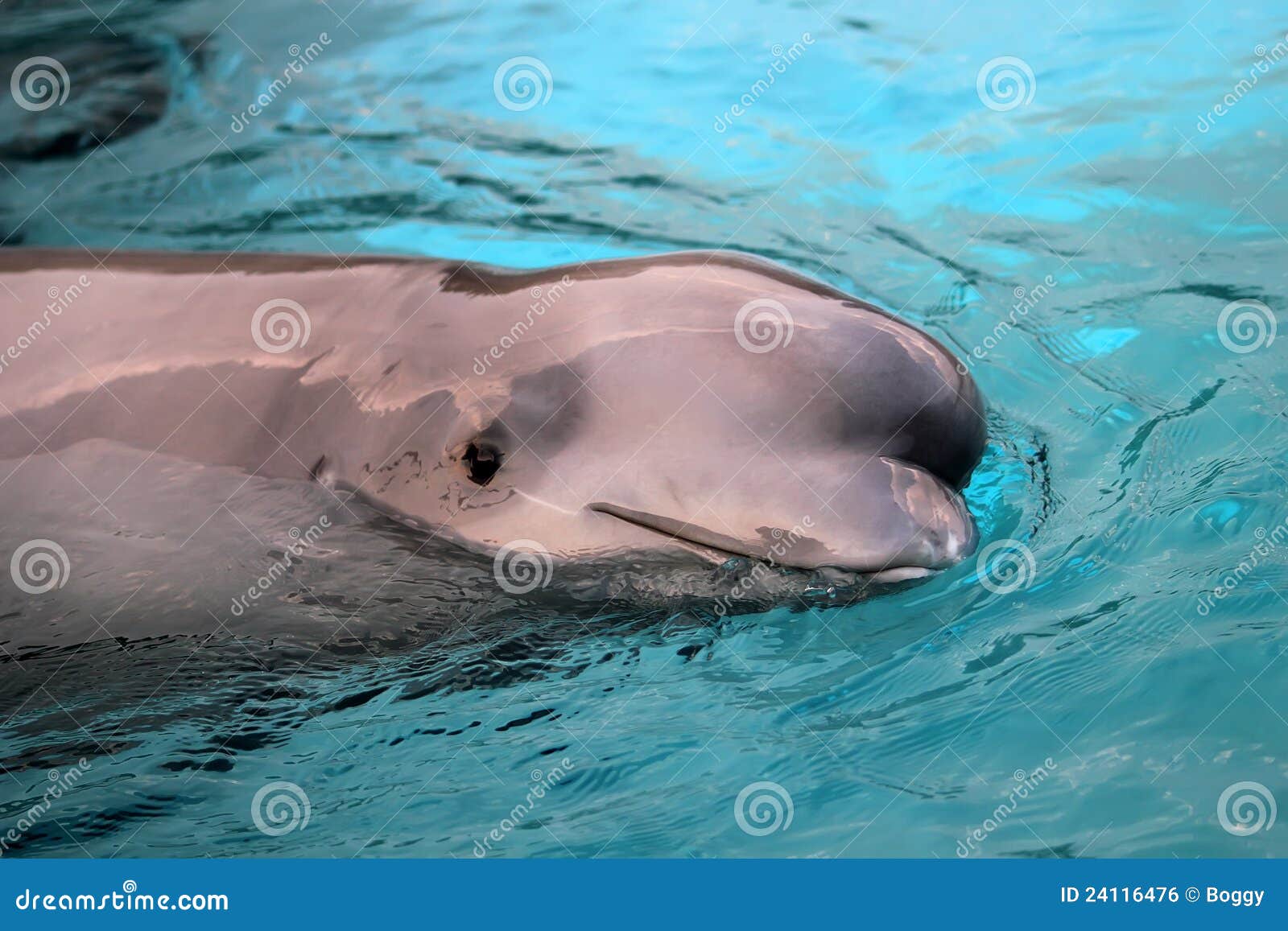 Beluga whale stock photo. Image of blue, diving, ocean - 24116476