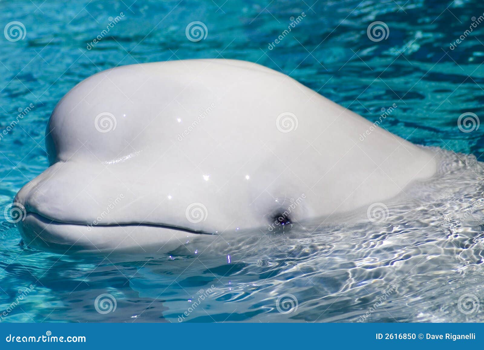Beluga Whale stock photo. Image of conservation, delphinapterus - 2616850