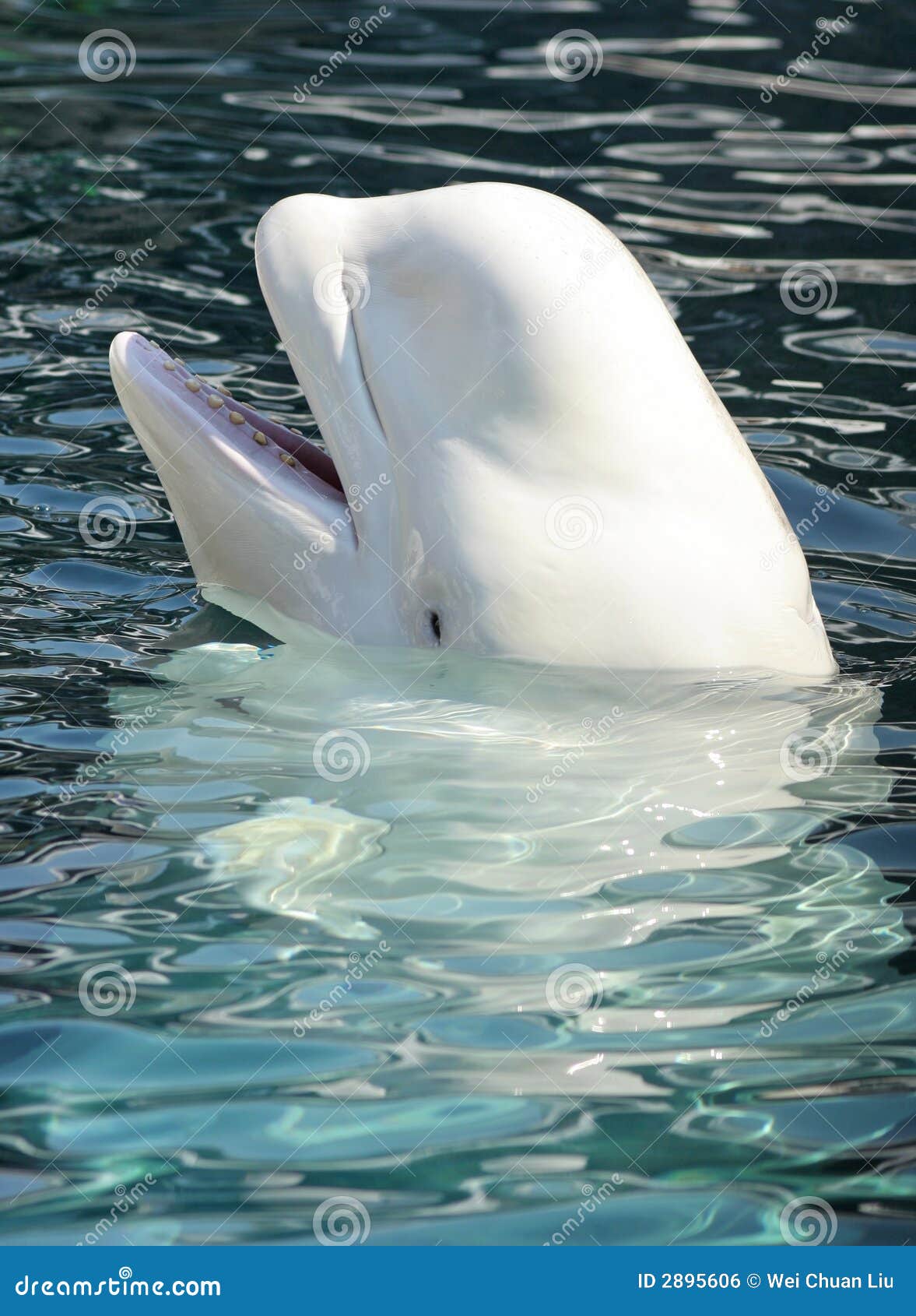 Beluga Whale stock photo. Image of nature, mammal, mouth - 2895606