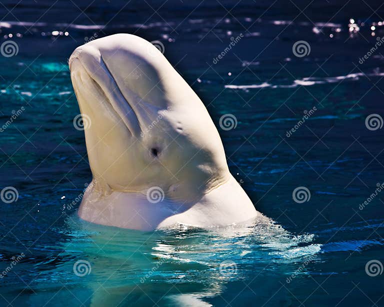 Beluga Whale stock image. Image of underwater, eyes, animal - 7383113