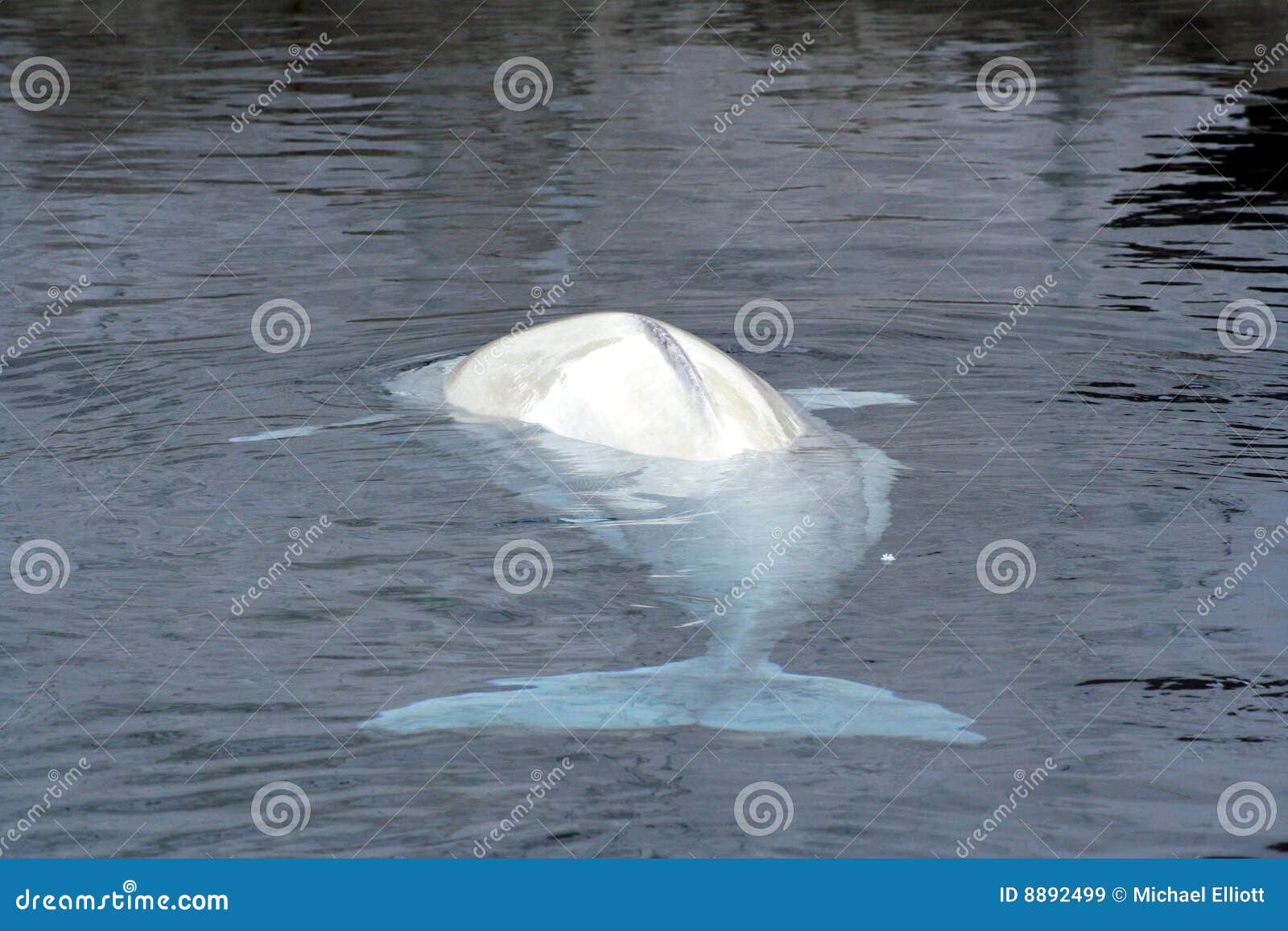 Beluga Whale stock image. Image of ocean, flippers, endangered - 8892499