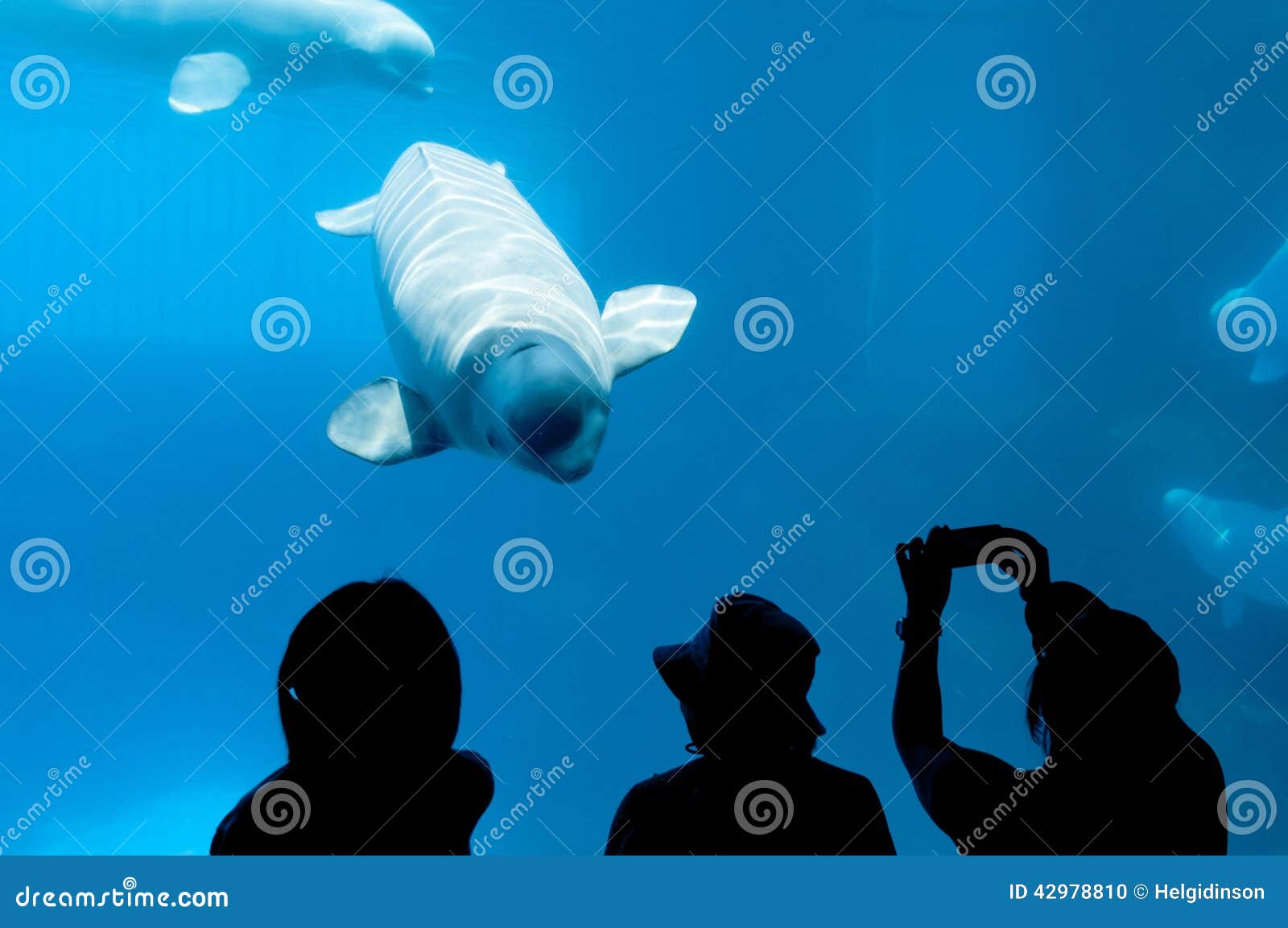 Beluga whale and people stock photo. Image of face, friendly - 42978810