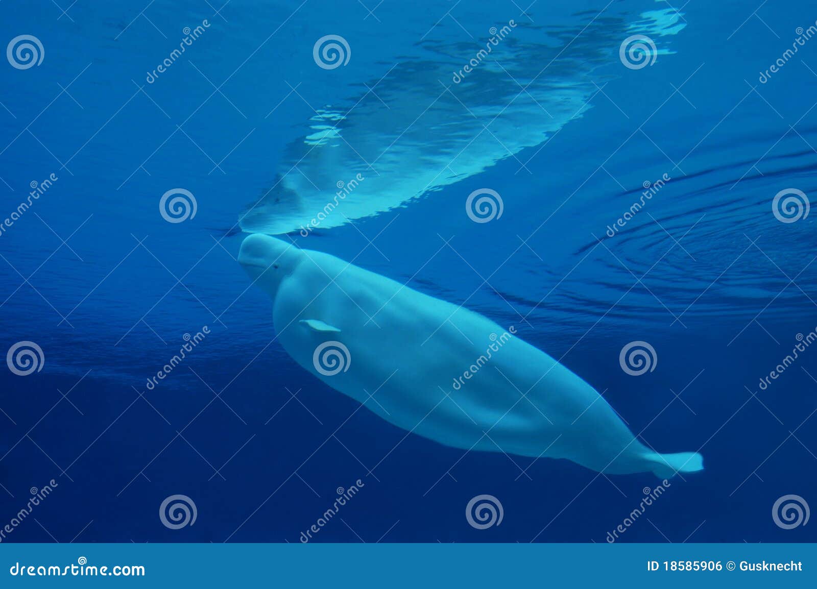 Blue Beluga Sturgeon Stock Photography | CartoonDealer.com #22204640