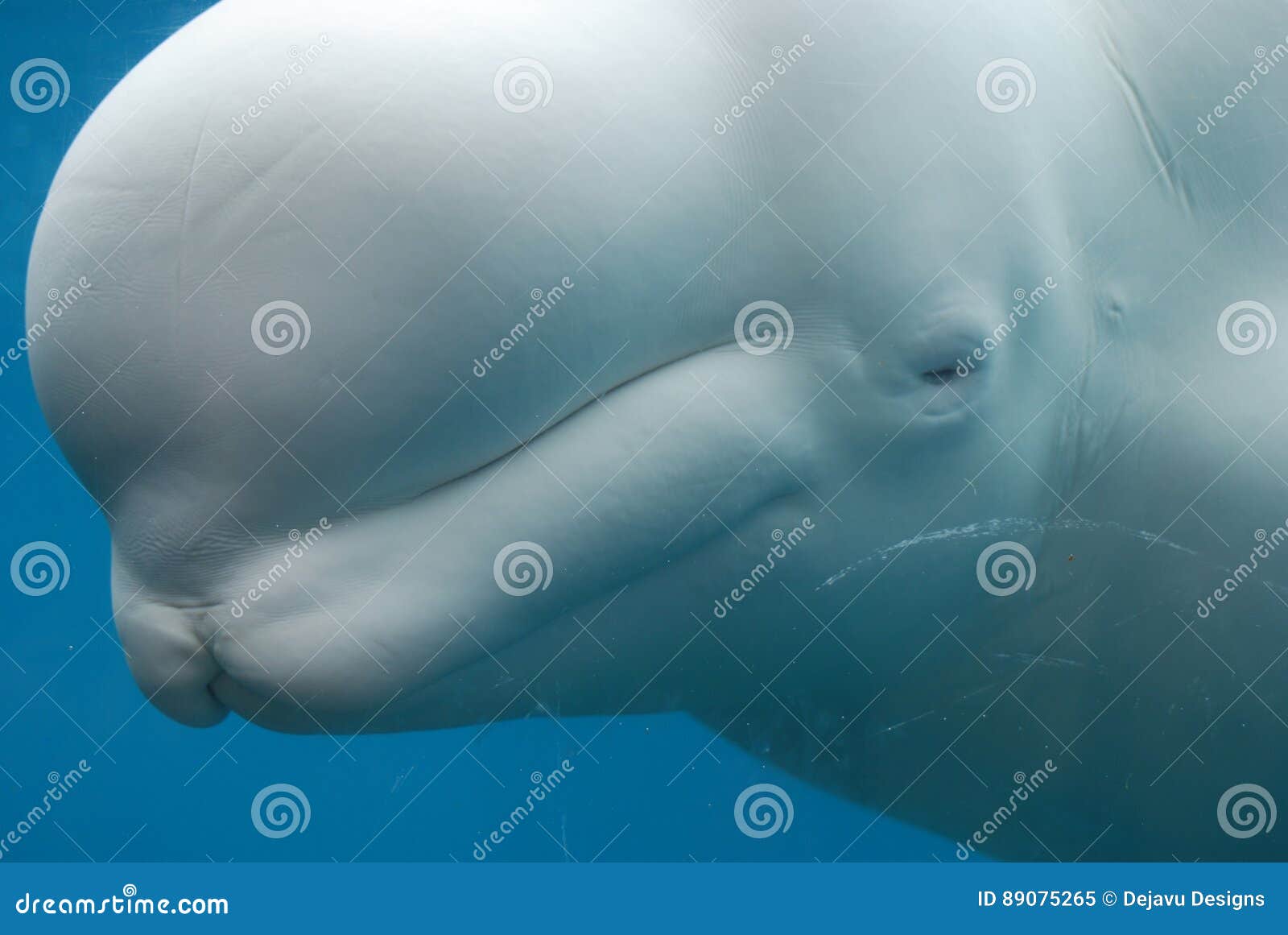 Beluga Whale Underwater with His Eye Closed Stock Image - Image of ...