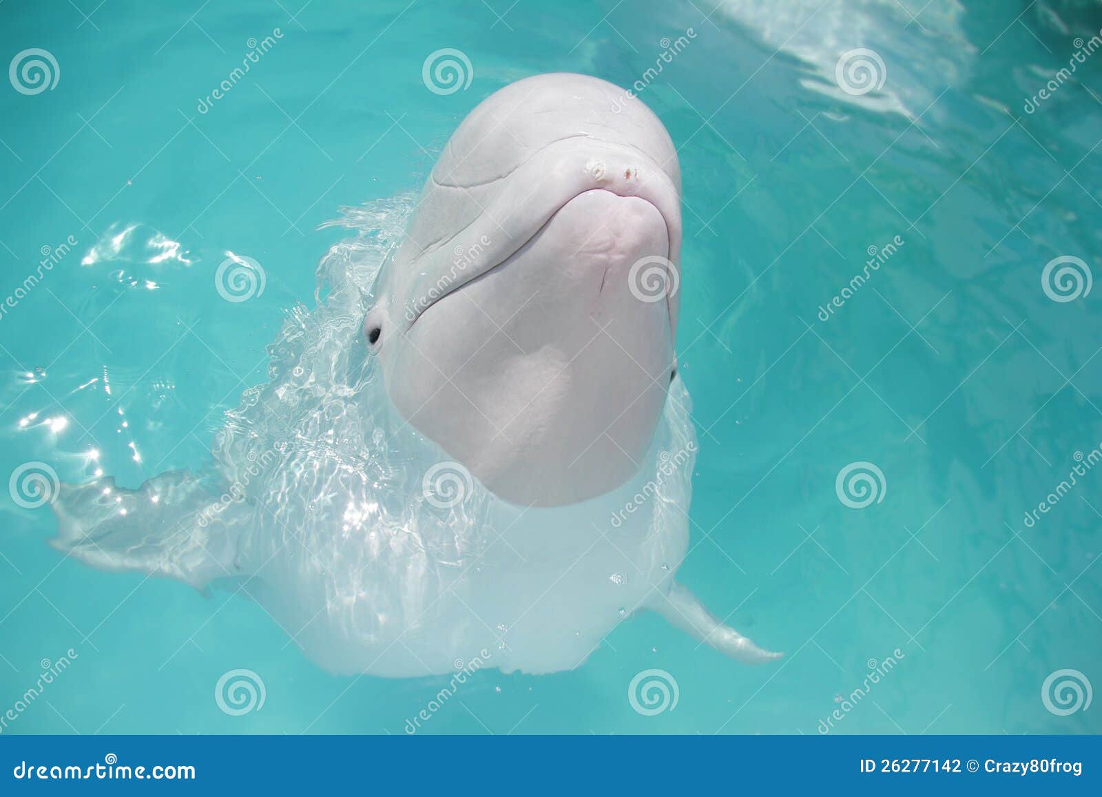 Beluga whale (white whale) stock photo. Image of happy - 26277142