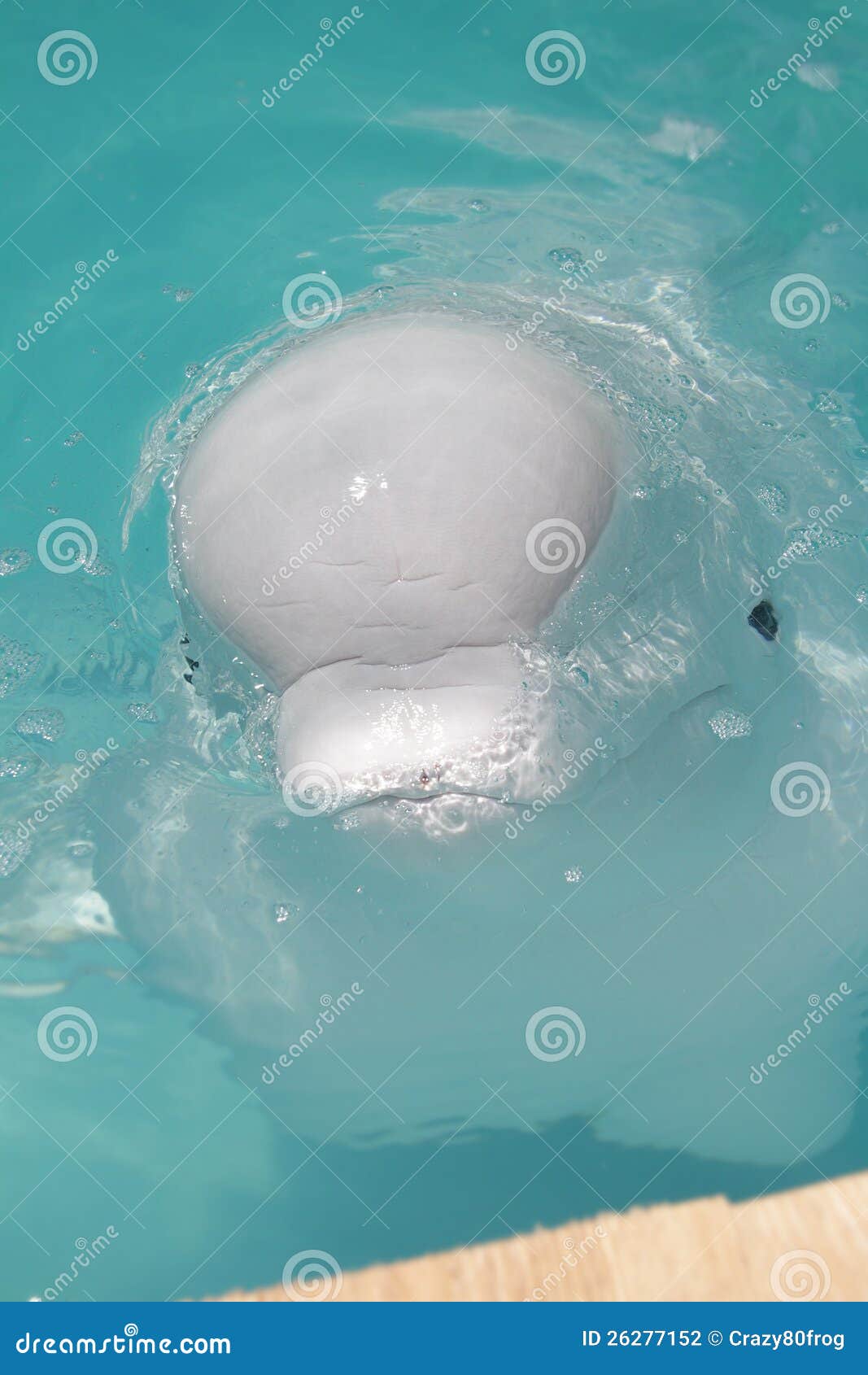 Beluga whale (white whale) stock photo. Image of north - 26277152