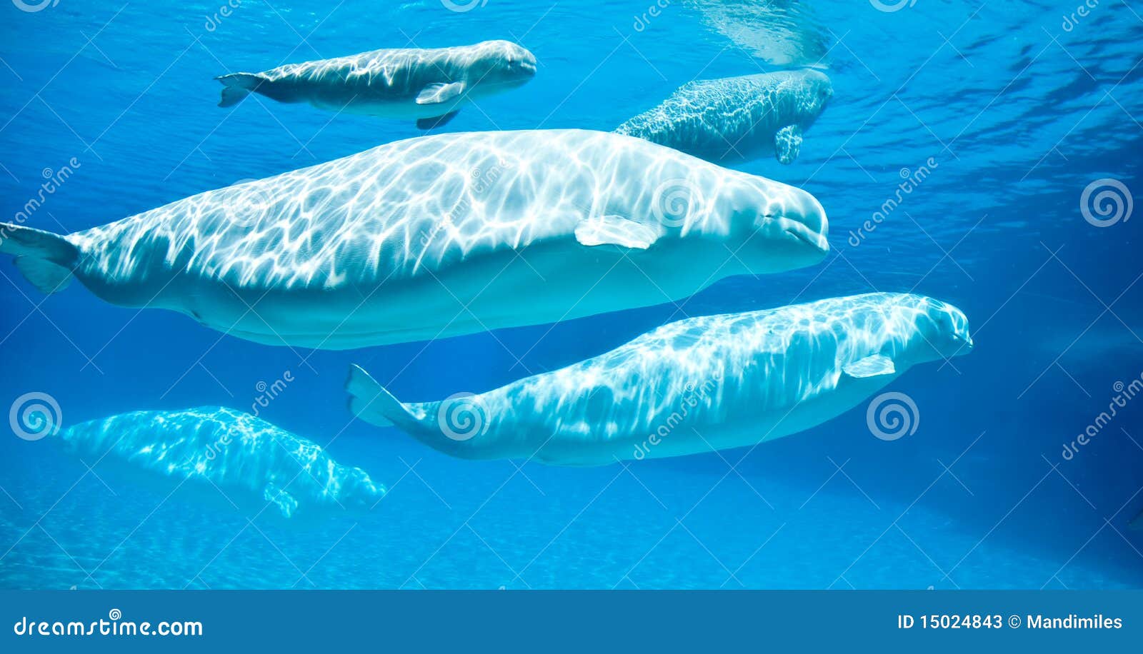 Beluga Whales stock image. Image of falls, pool, calf - 15024843