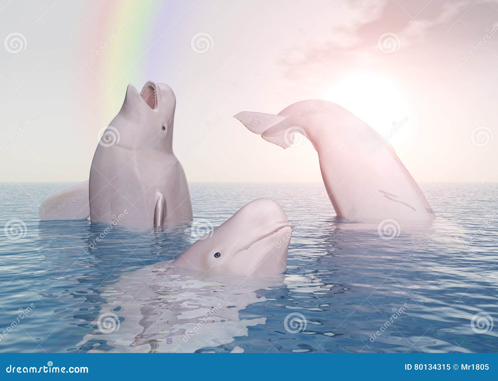 Beluga whales and rainbow stock illustration. Illustration of animal ...