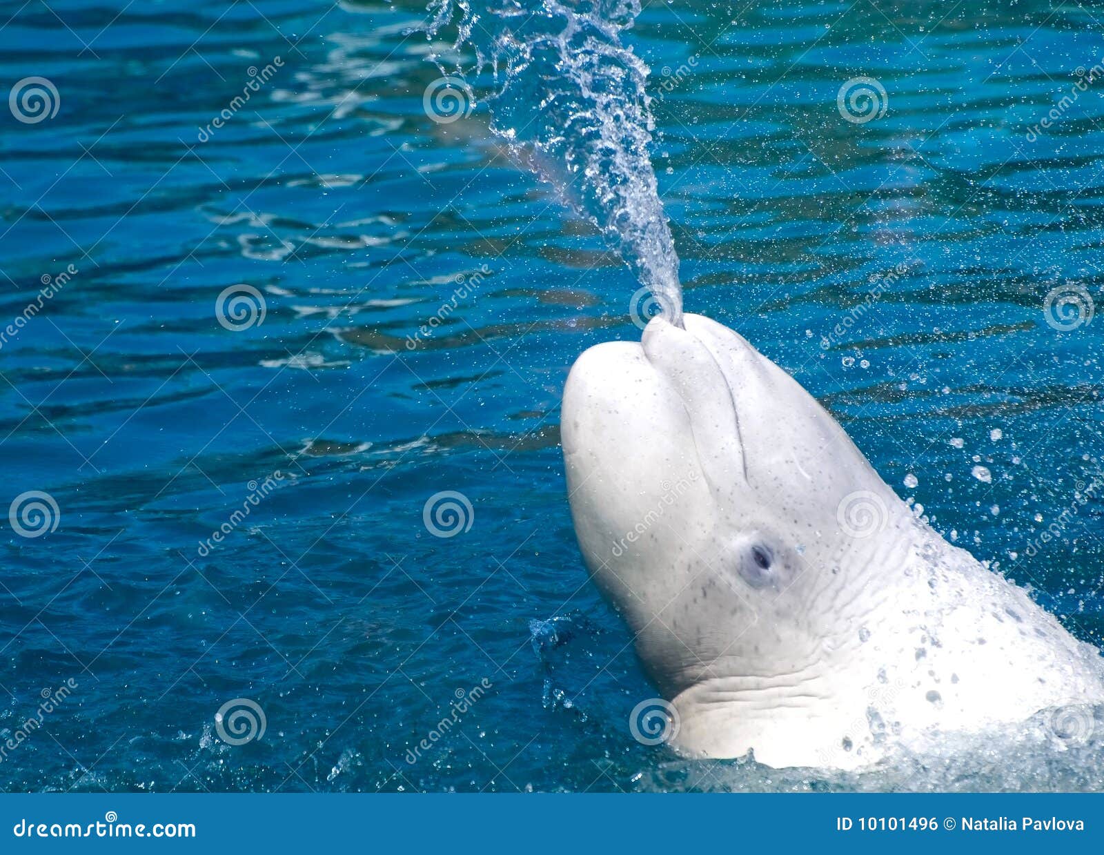 Beluga (White Whale) stock photo. Image of arctic, aquatic - 10101496