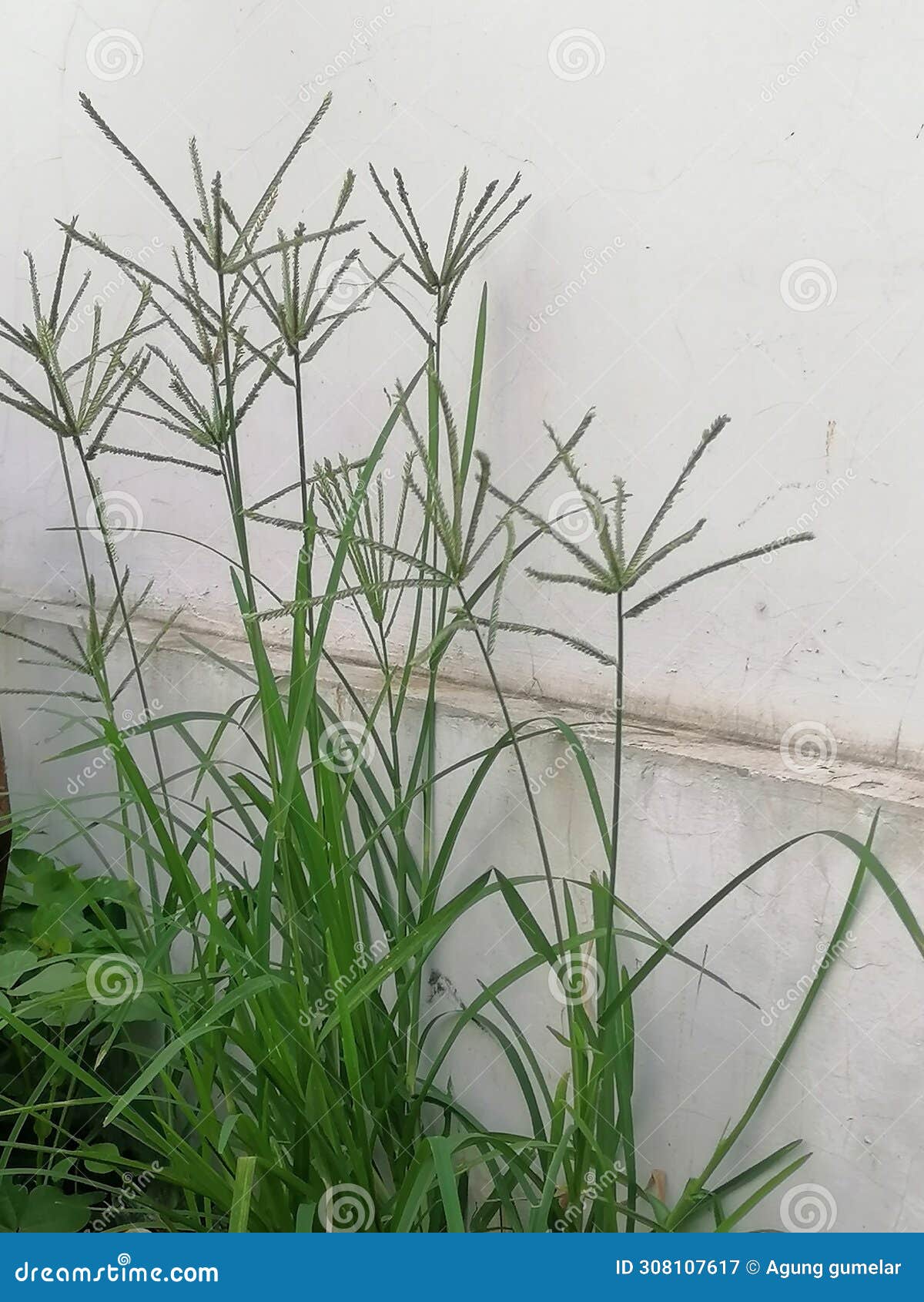 Belulang Grass or Sambau is a Type of Plant that Can Be Controlled ...