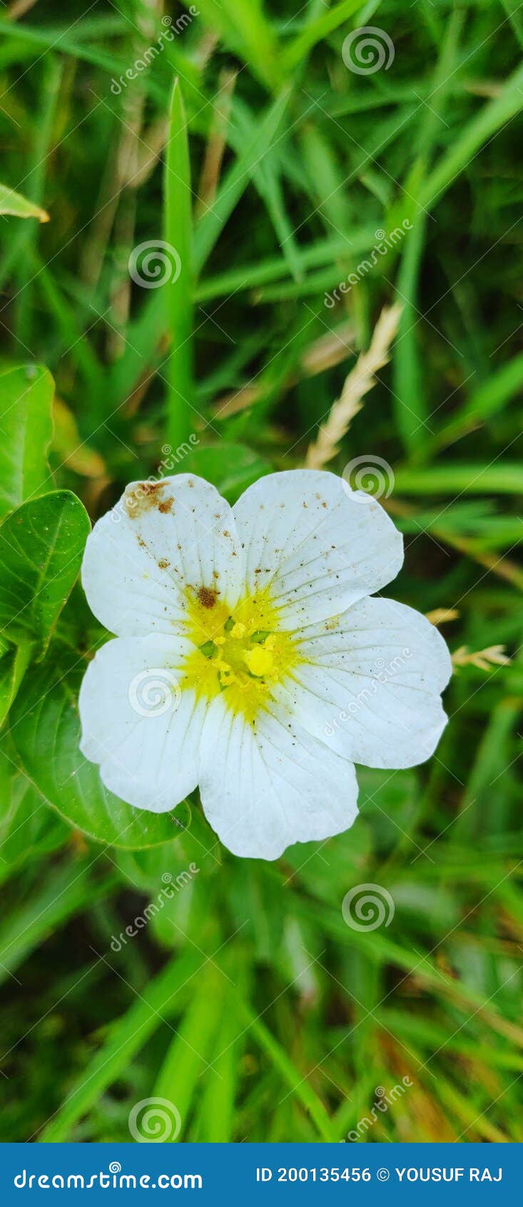 Bely flower in mobile stock photo. Image of bely, finger - 200135456