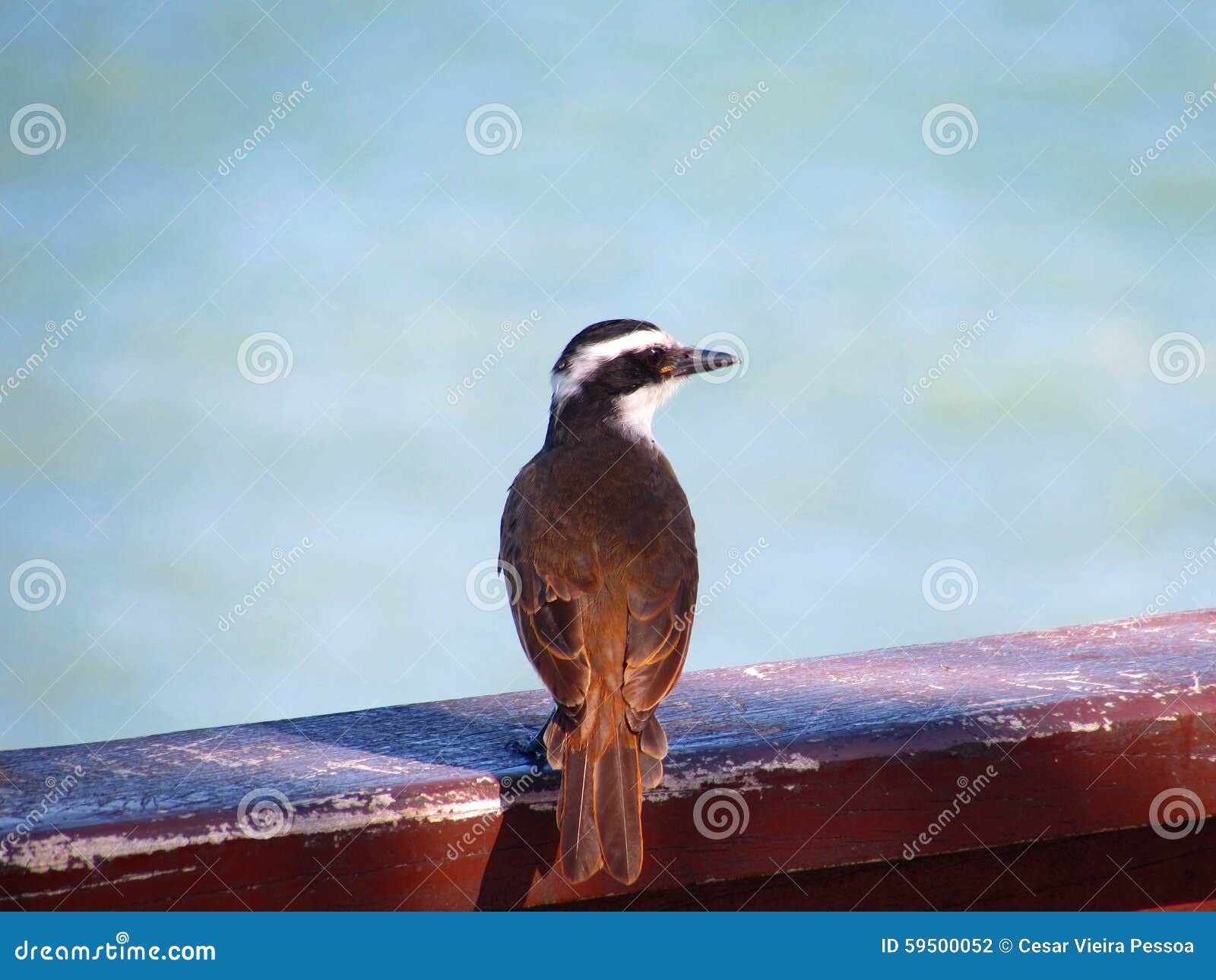 Bem te Vi stock photo. Image of voar, animal, brazil - 59500052