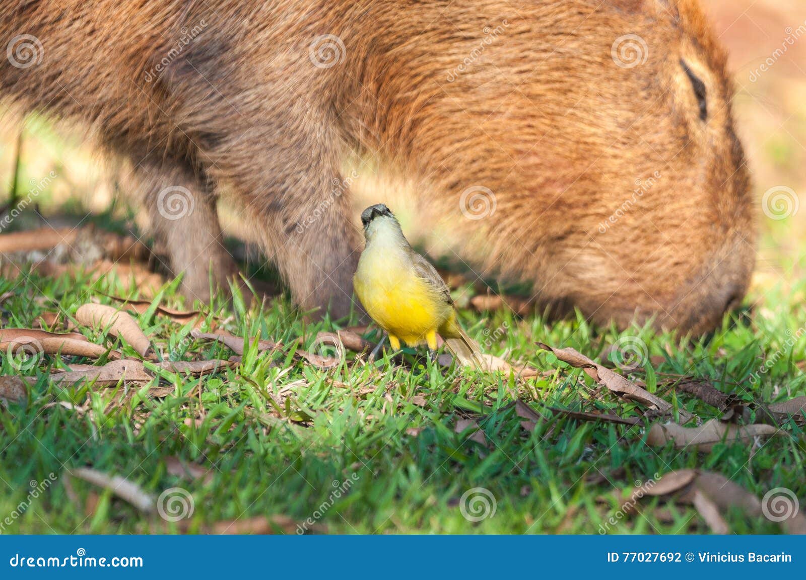 Bem Te Vi Bird in Front of a Capybara that is Feeding of Grass. Stock ...