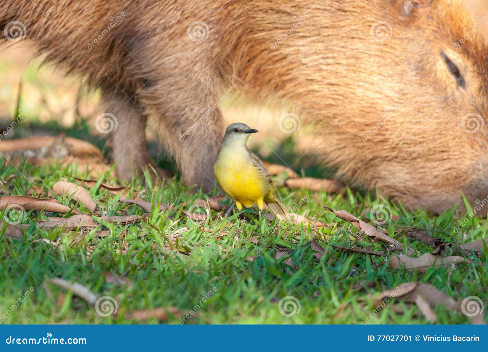 Bem Te Vi Bird in Front of a Capybara that is Feeding of Grass. Stock ...