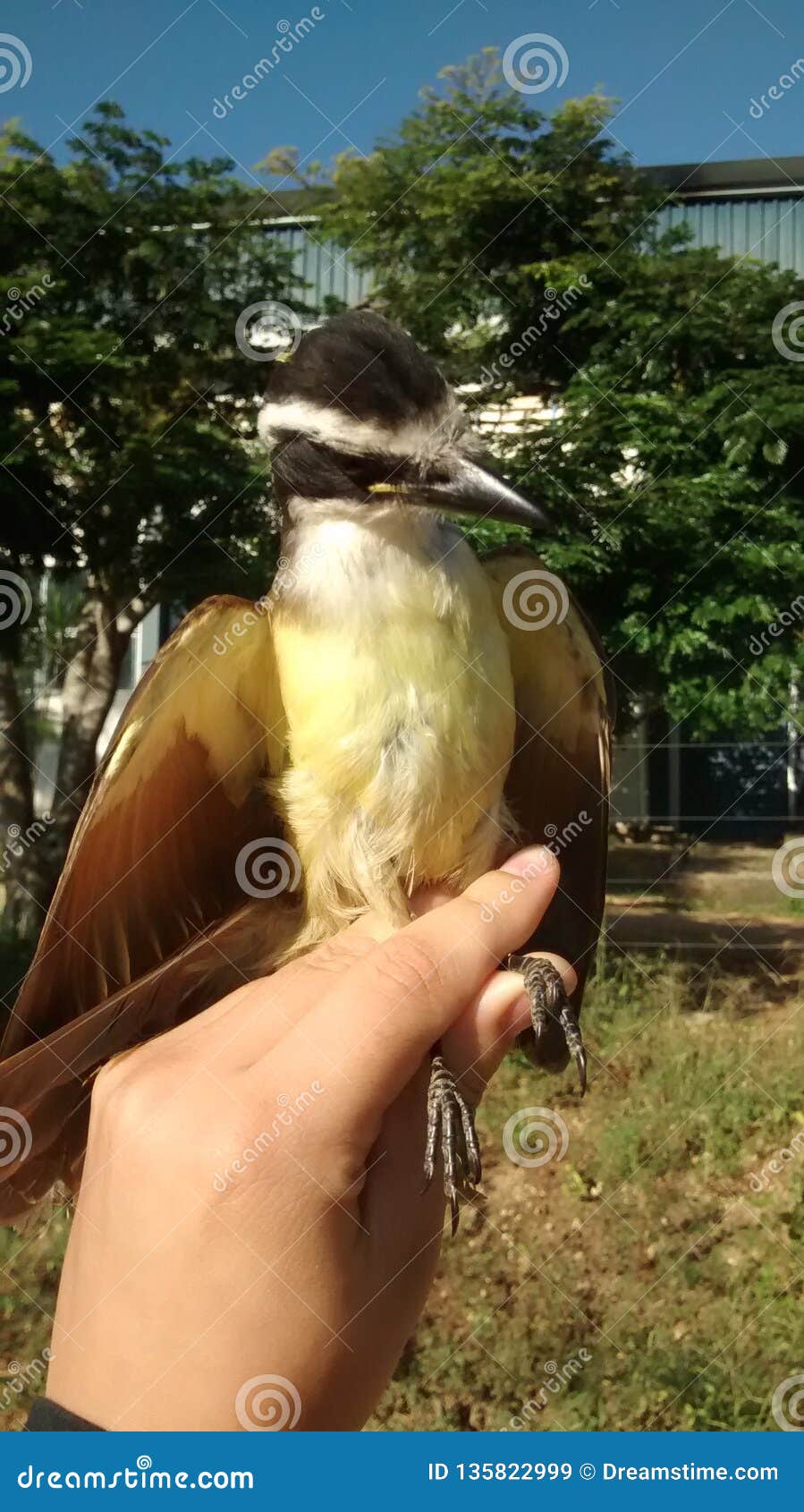 Bem-te-vi stock image. Image of cute, nature, brazil - 135822999