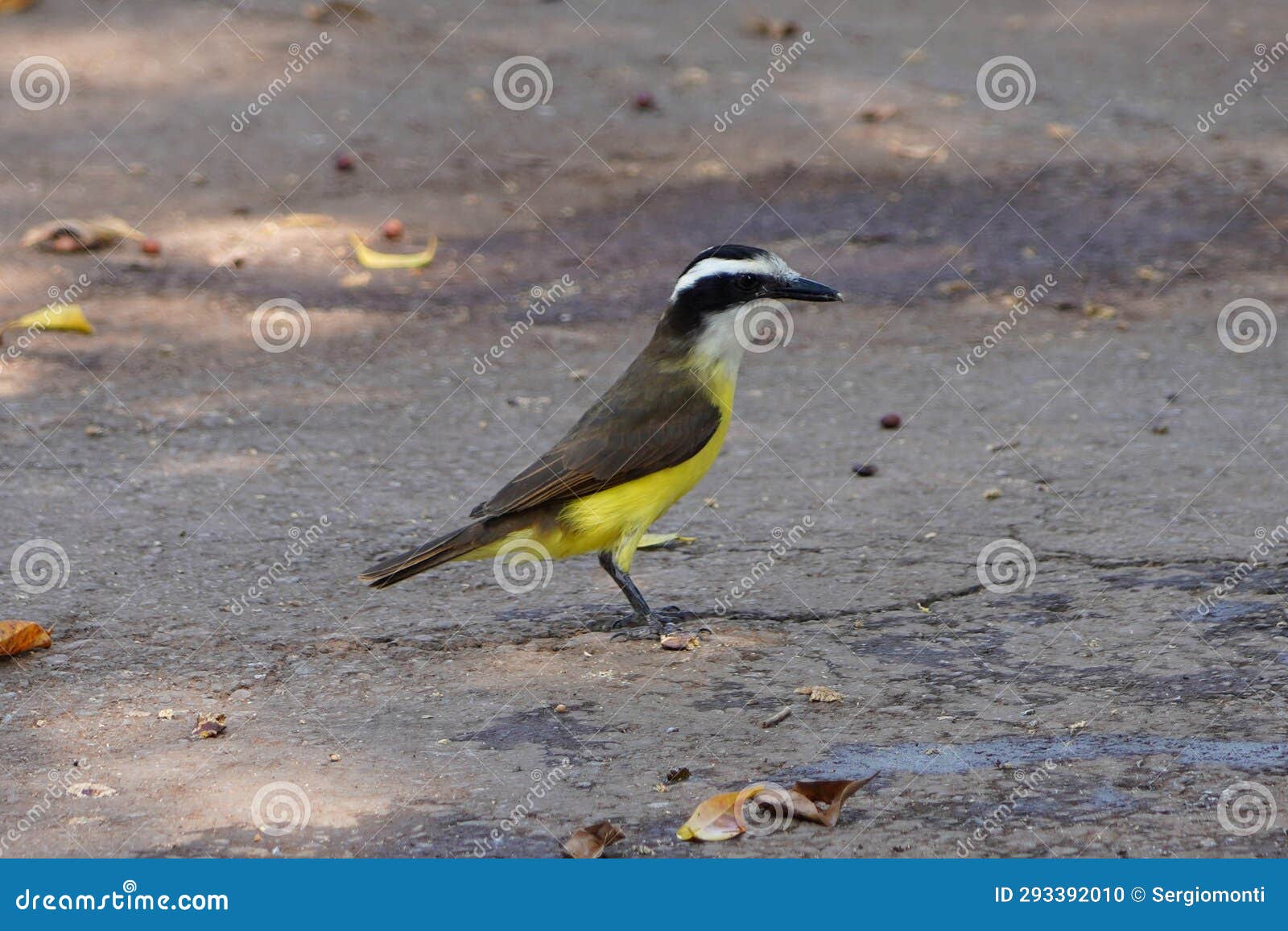 Bem-te-vi or Grande-kiskadi a Small Bird from Brazil Stock Photo ...