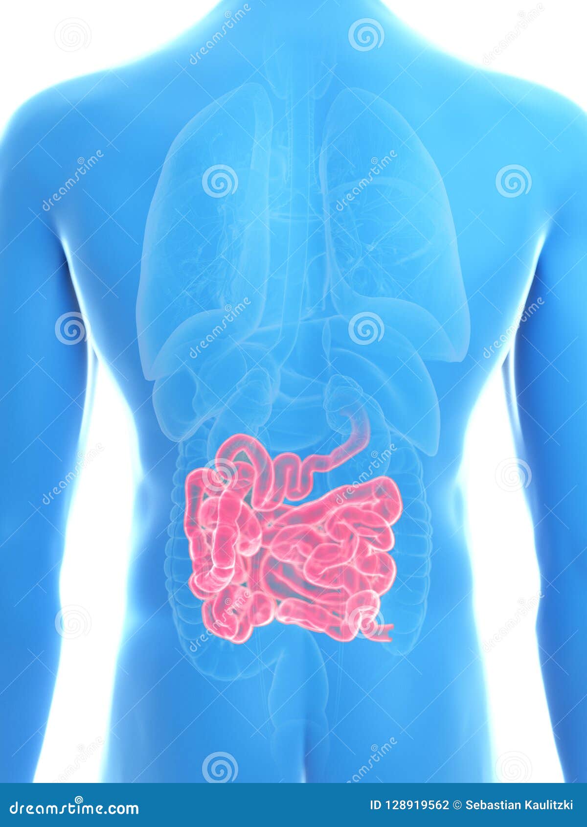 A bemant dunne darm stock illustratie. Illustration of intestinaal ...