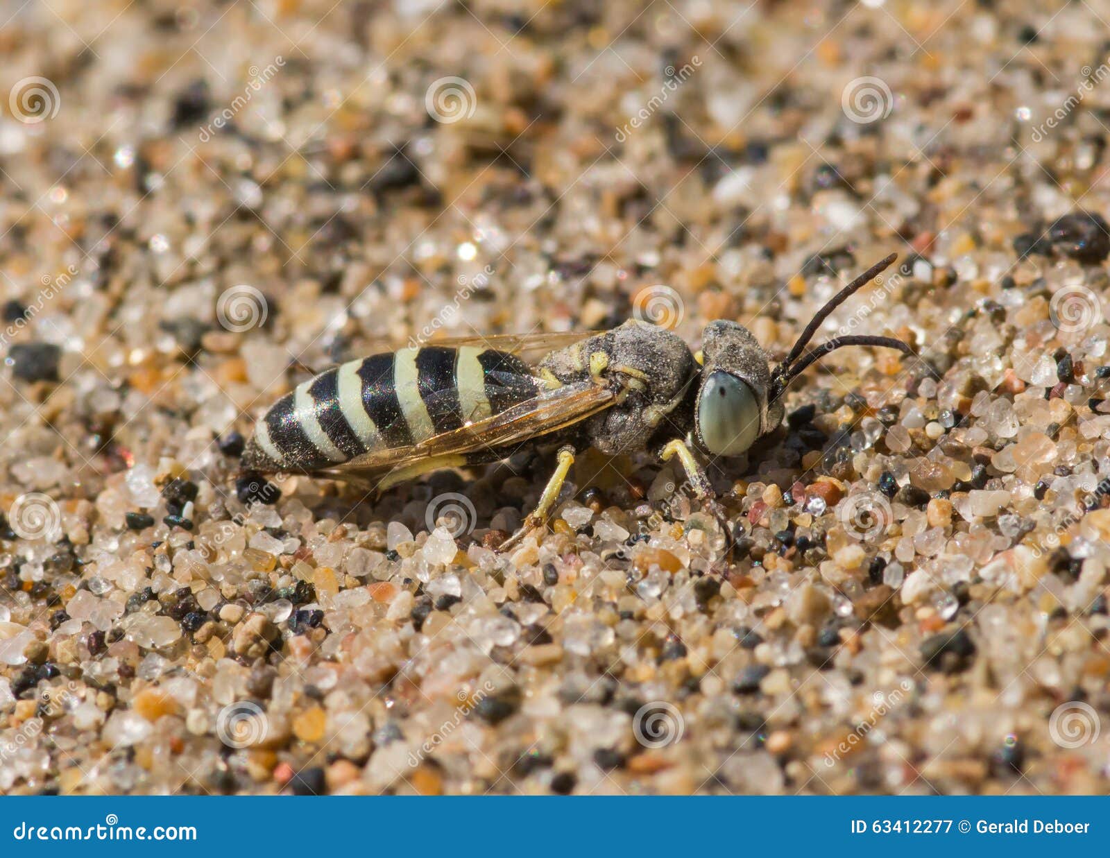 Bembix Wasp fotografering för bildbyråer. Bild av buffoon - 63412277