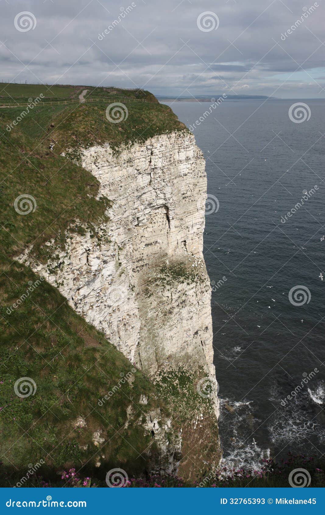 Bempton Cliffs, RSPB Reserve Stock Image - Image of birds, bempton ...