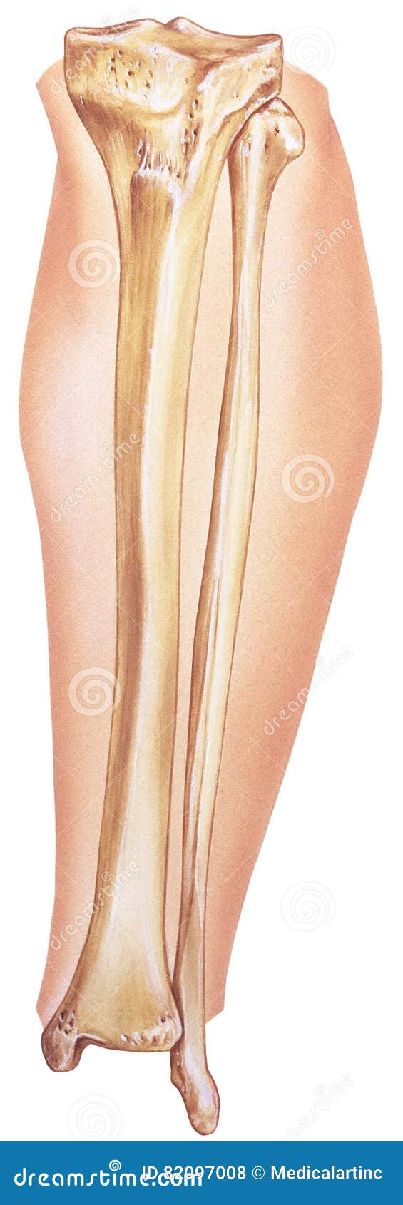 Fibula Stock Illustrationer, Vektorer, & Clipart – (166 Stock ...