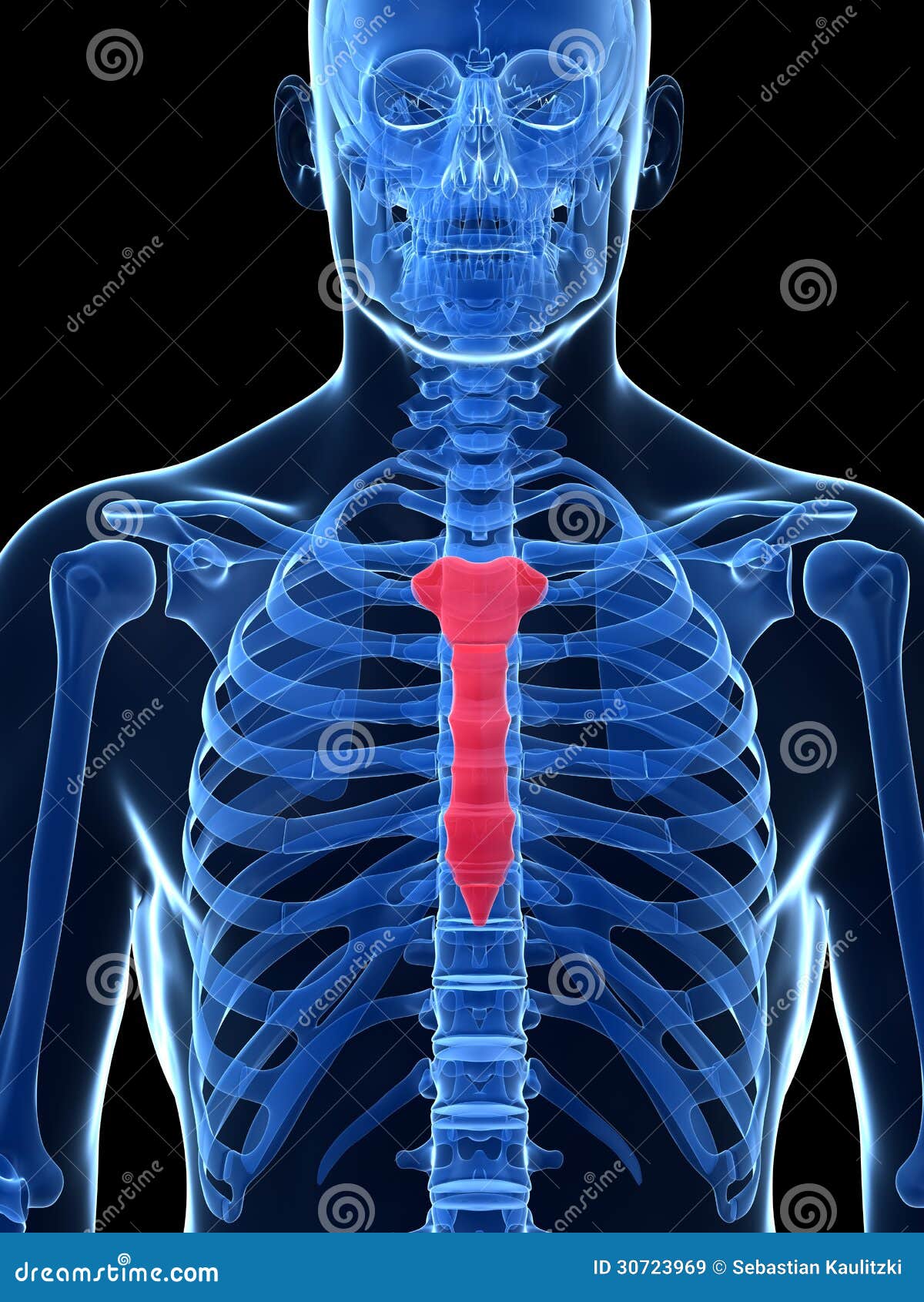 Benadrukt borstbeen stock illustratie. Illustration of mannetje - 30723969