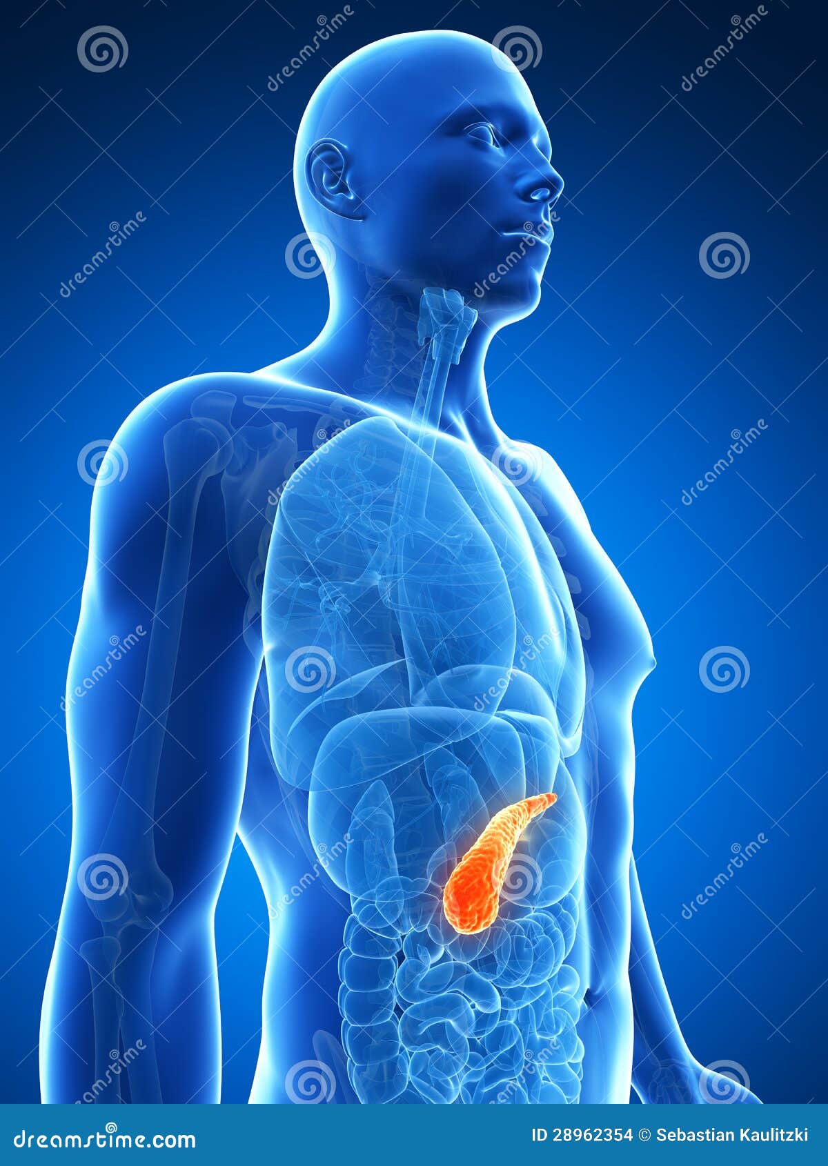 Benadrukte alvleesklier stock illustratie. Illustration of hoogtepunt ...