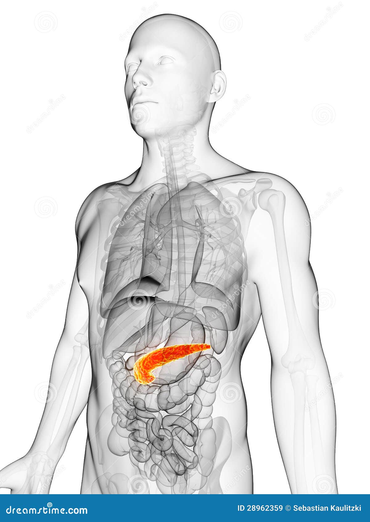 Benadrukte alvleesklier stock illustratie. Illustration of borst - 28962359