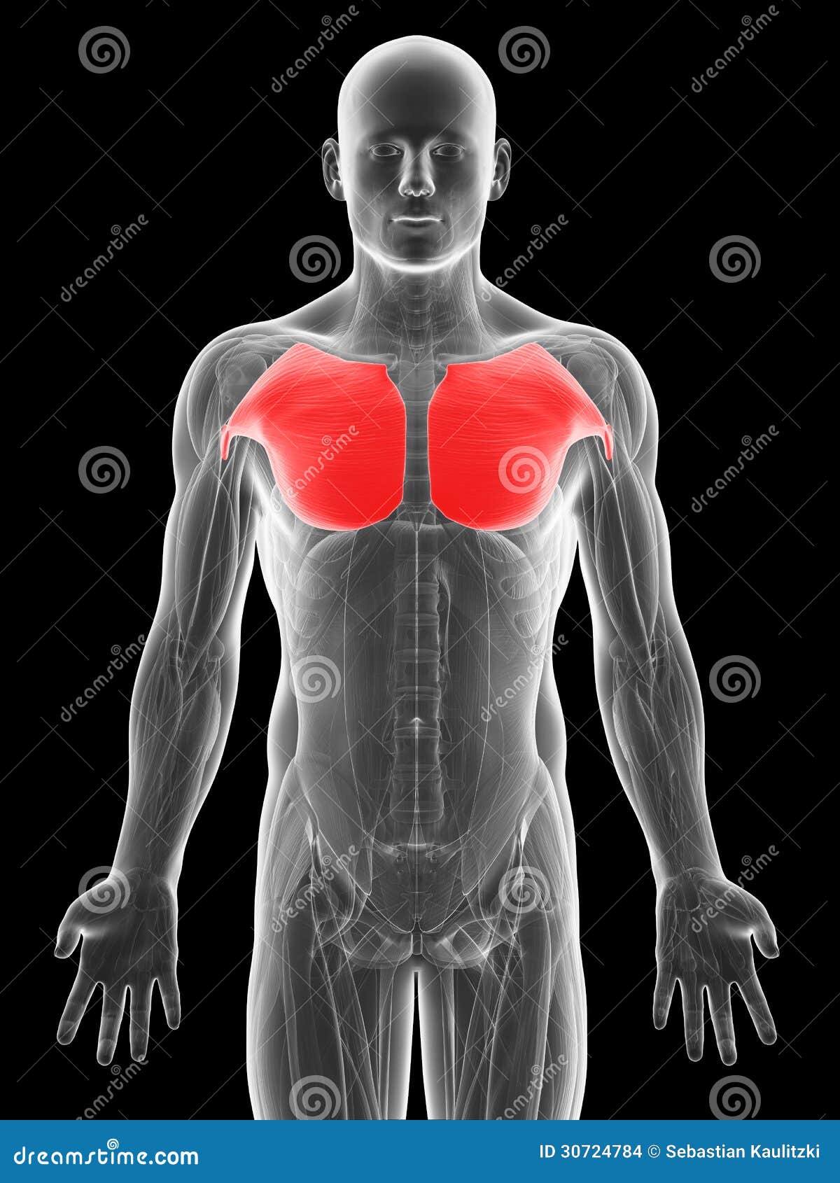 Benadrukte borstspieren stock illustratie. Illustration of geschiktheid ...