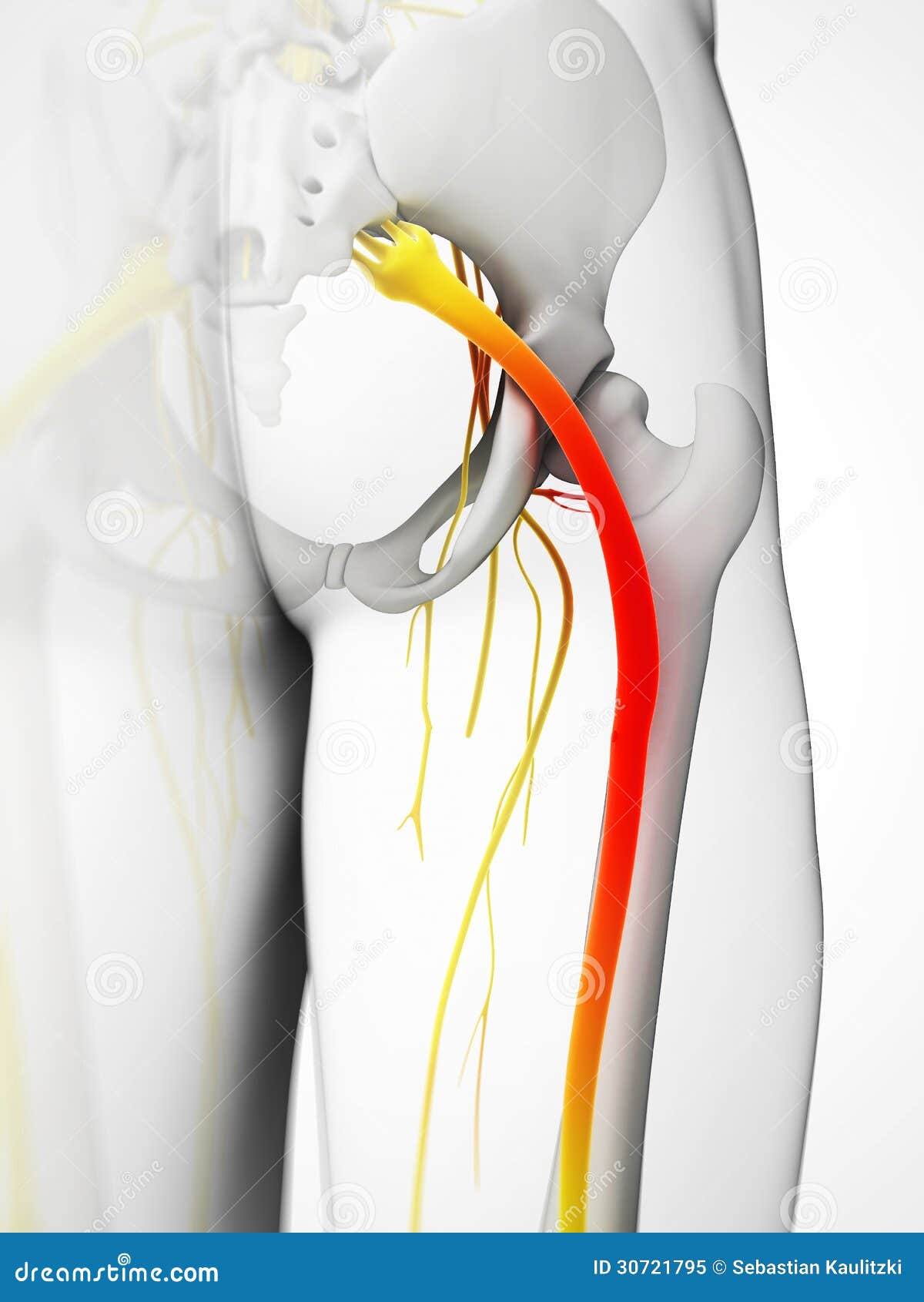 Benadrukte heup- zenuw stock illustratie. Illustration of skelet - 30721795