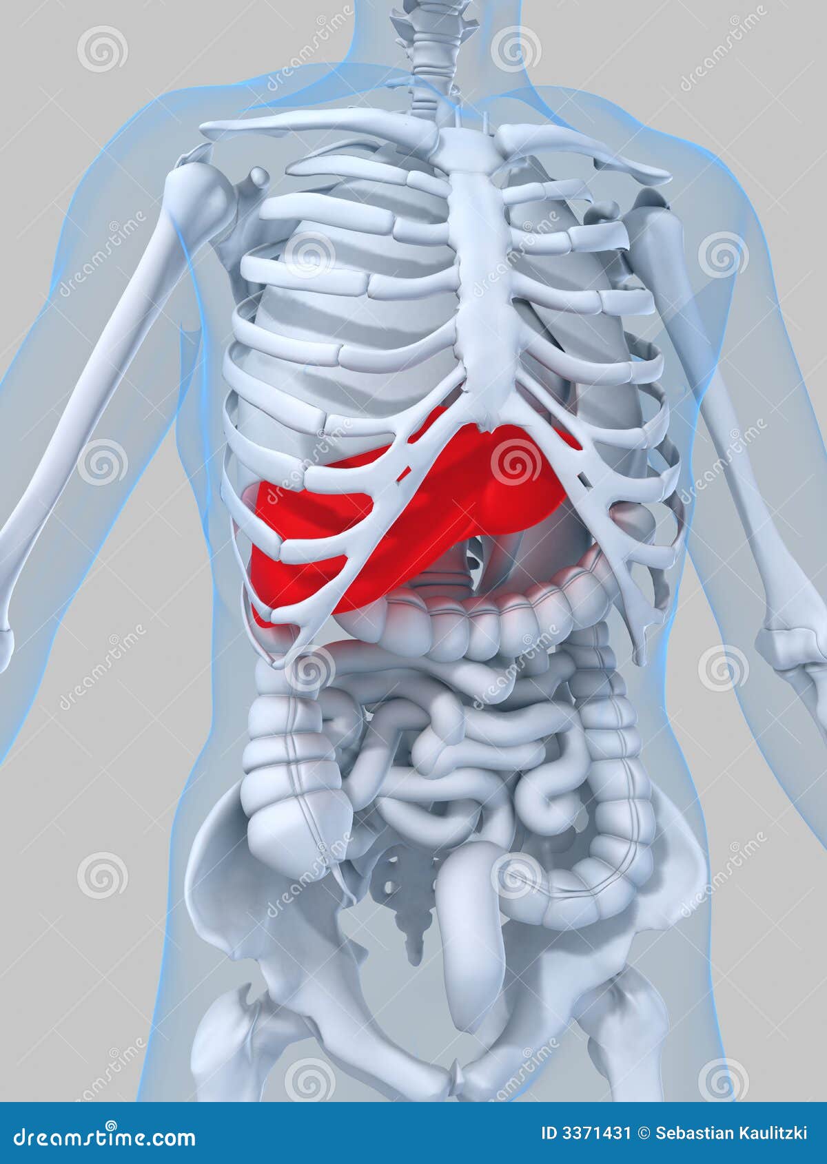 Benadrukte lever stock illustratie. Illustration of rugpijn - 3371431