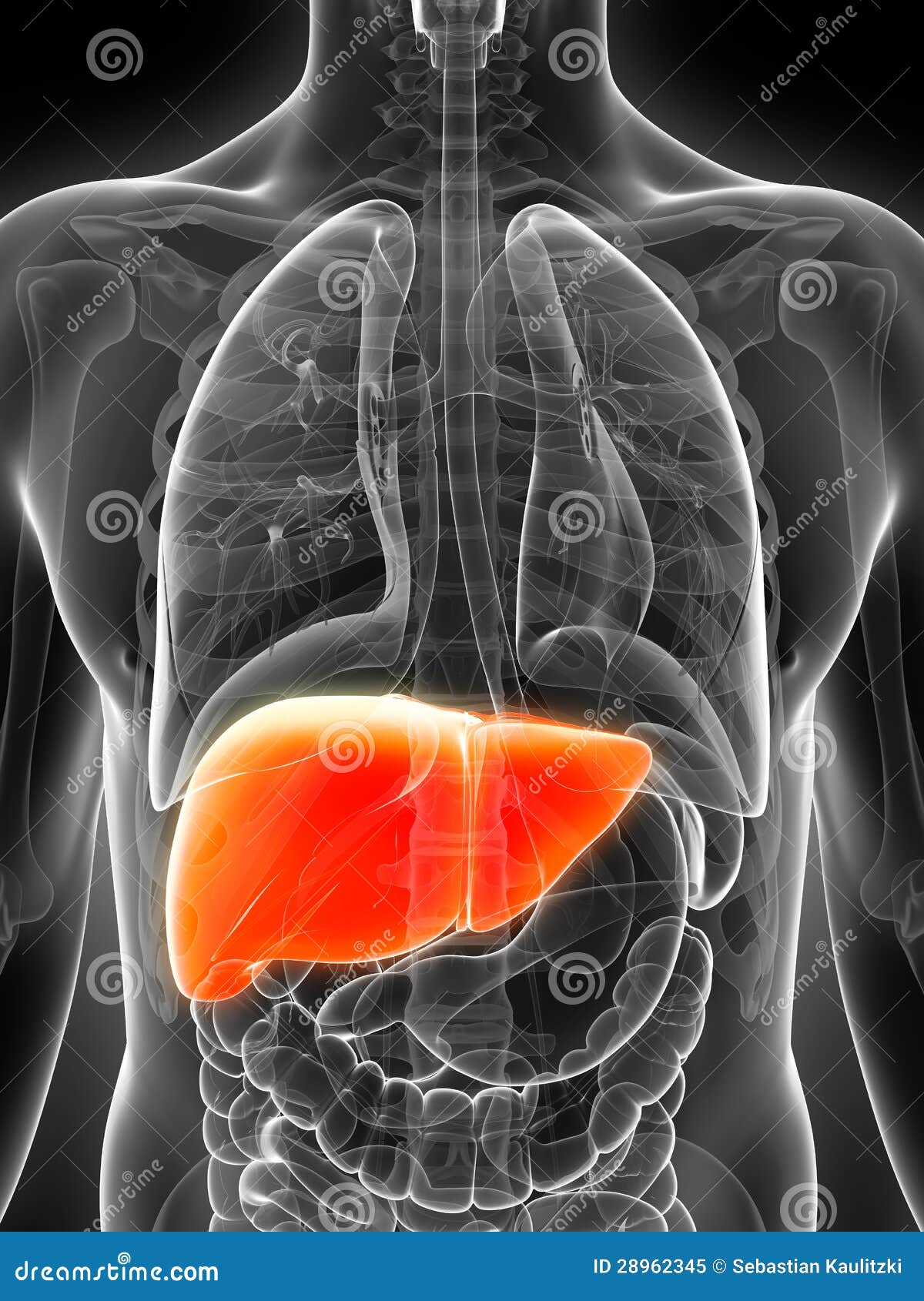 Benadrukte Mannelijke Lever Stock Illustratie - Illustration of ...