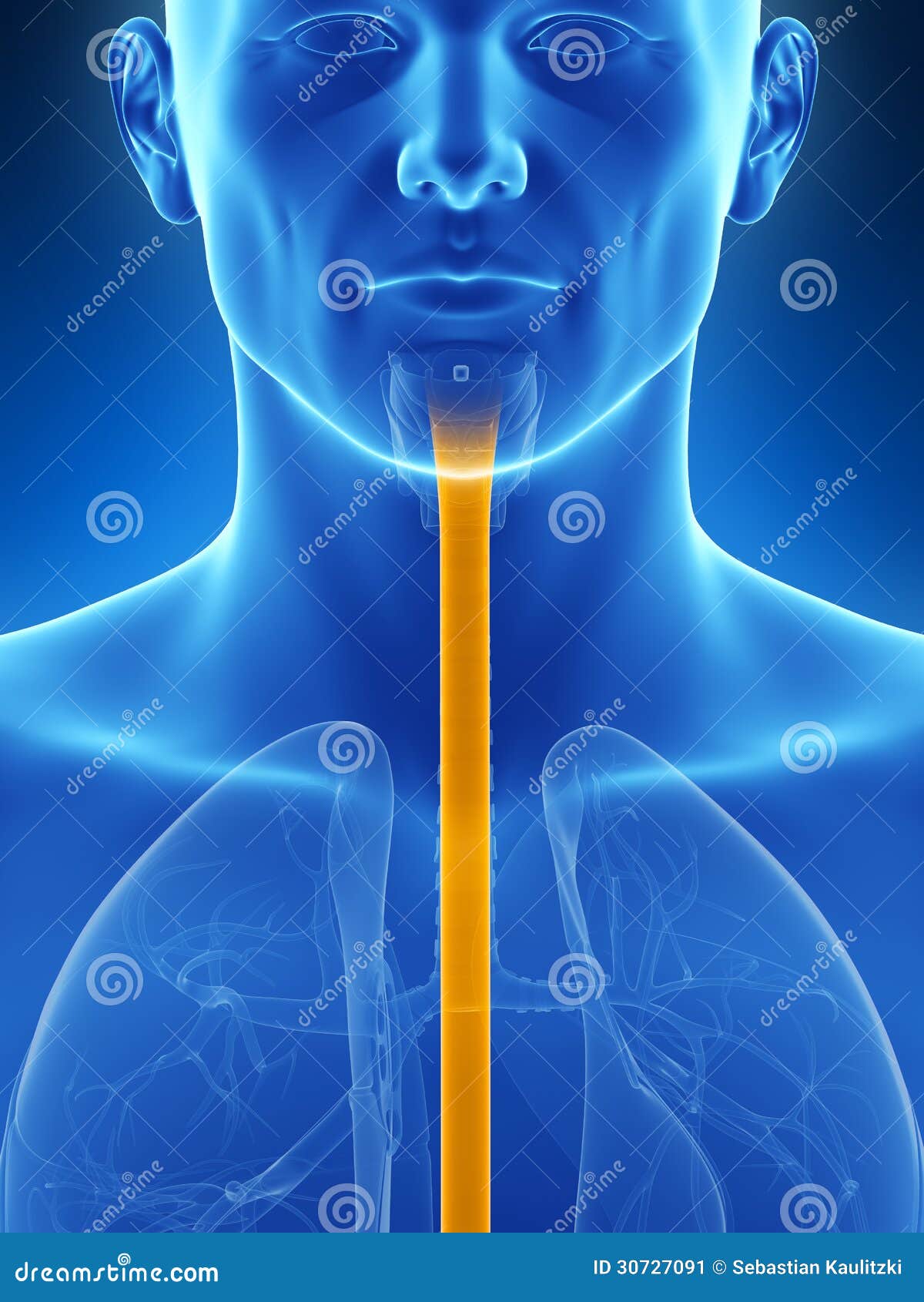 Benadrukte slokdarm stock illustratie. Illustration of slokdarm - 30727091