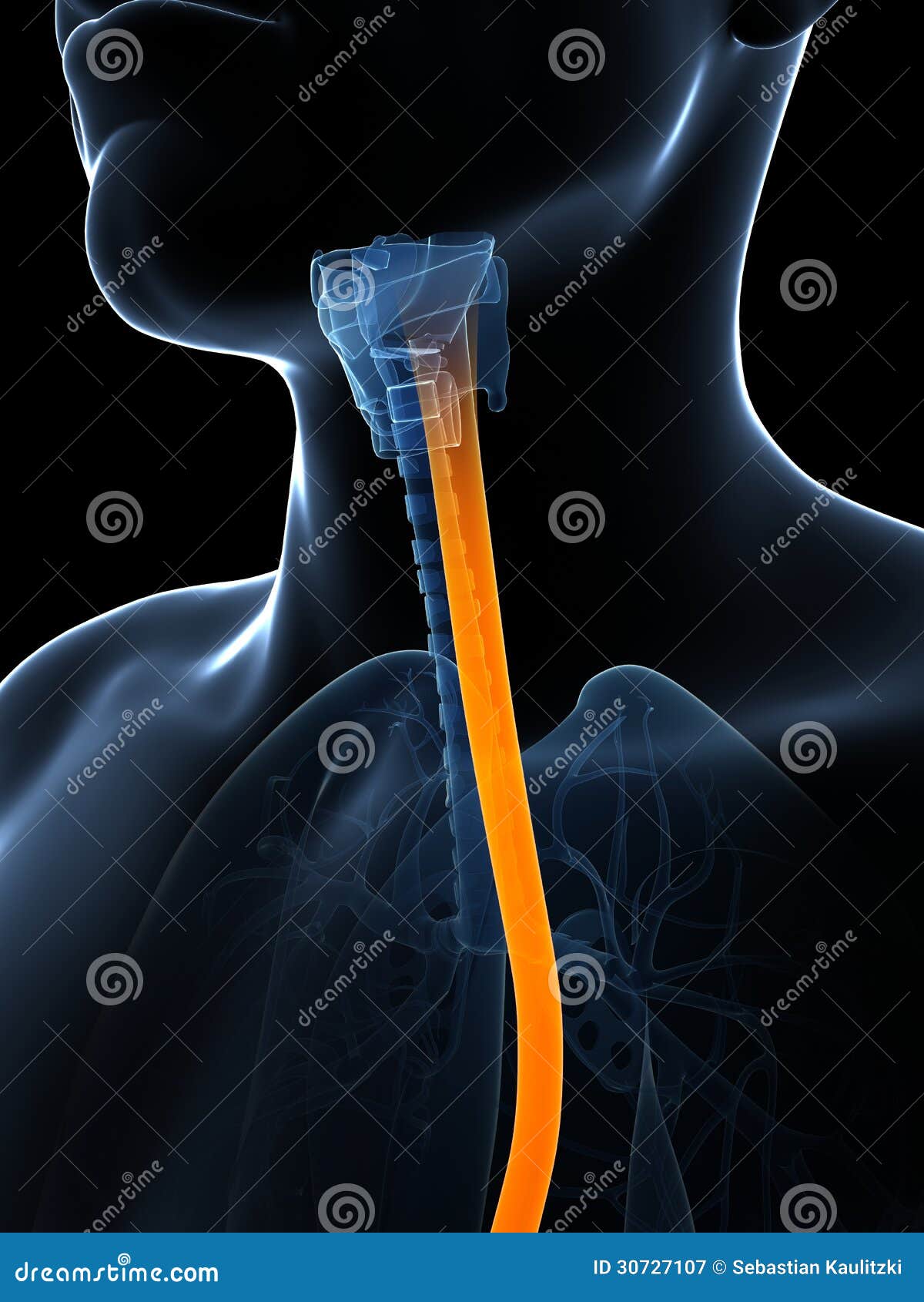 Benadrukte slokdarm stock illustratie. Illustration of grafiek - 30727107